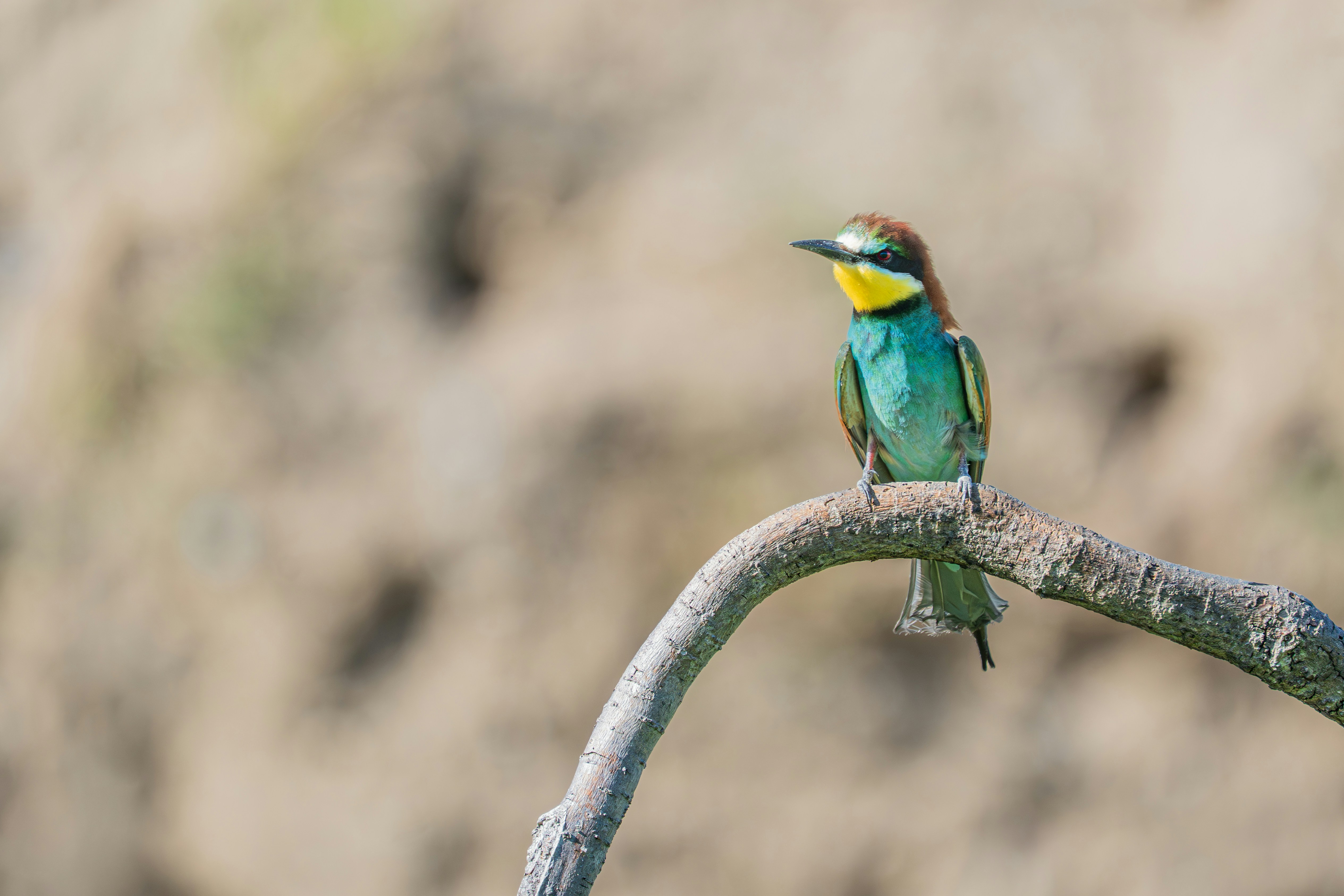 Emerald King on a Curved Branch