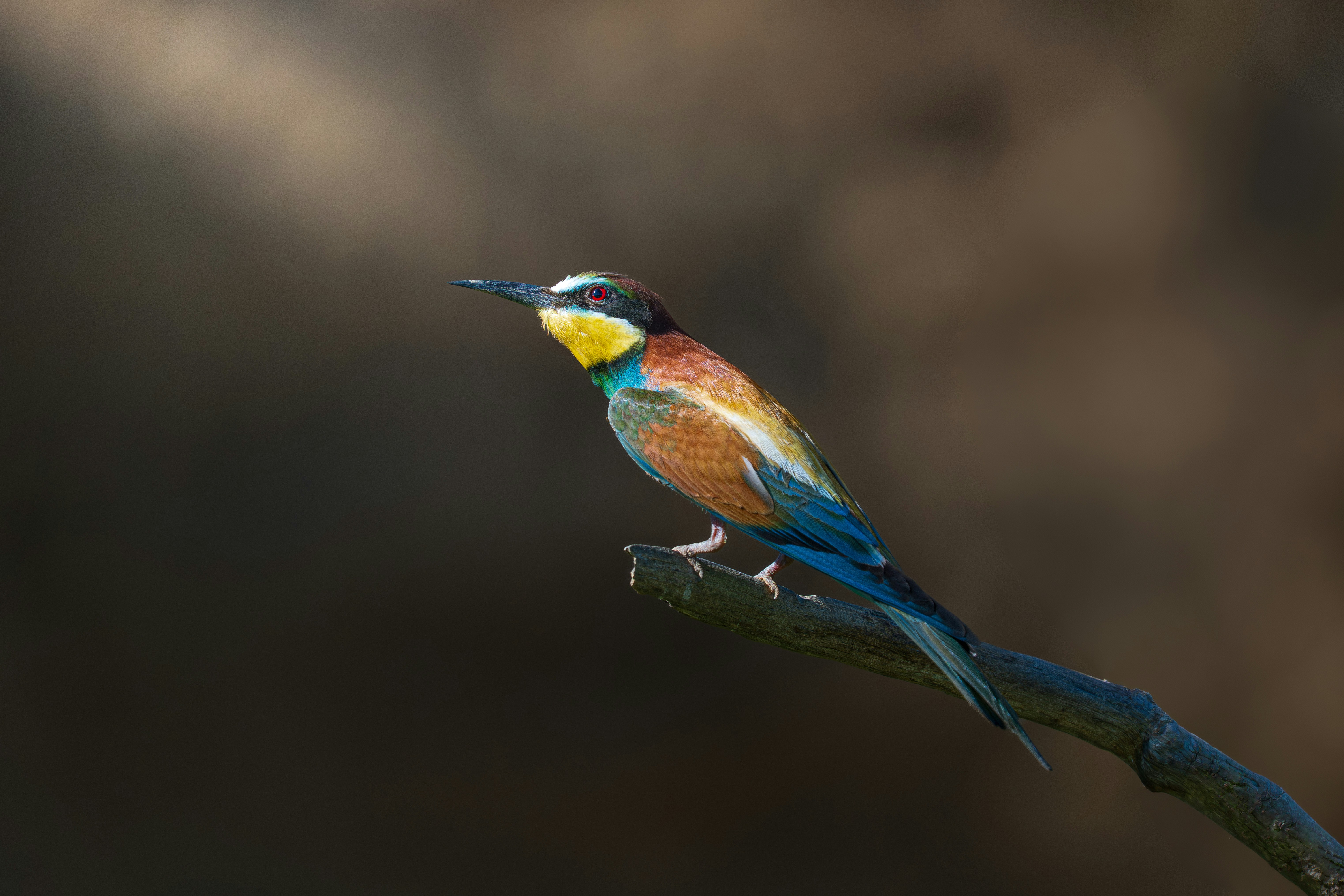 Chromatic Kingfisher on a Quiet Branch