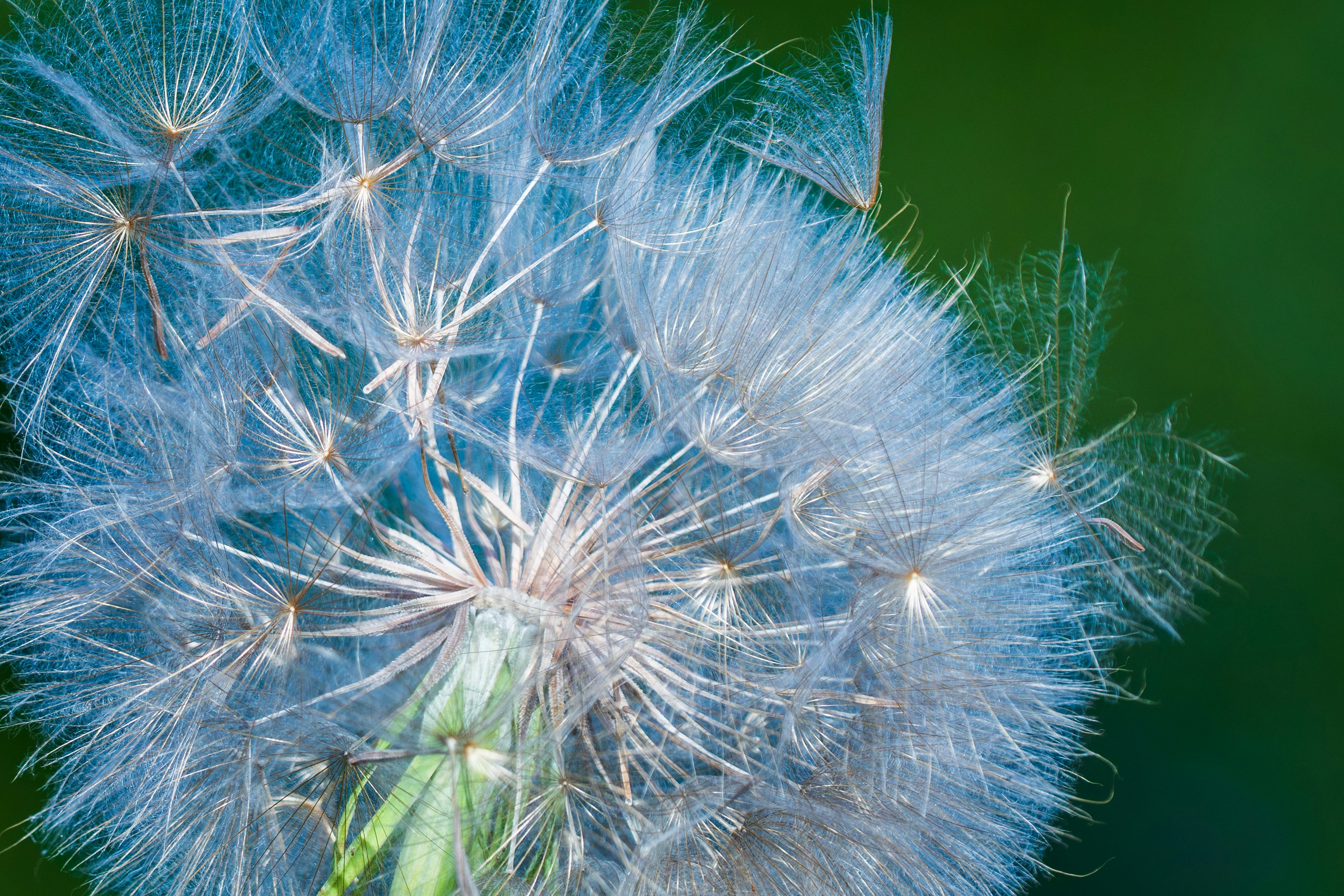 Whispering Clockwork: A Close-Up of a Dandelion in Bloom