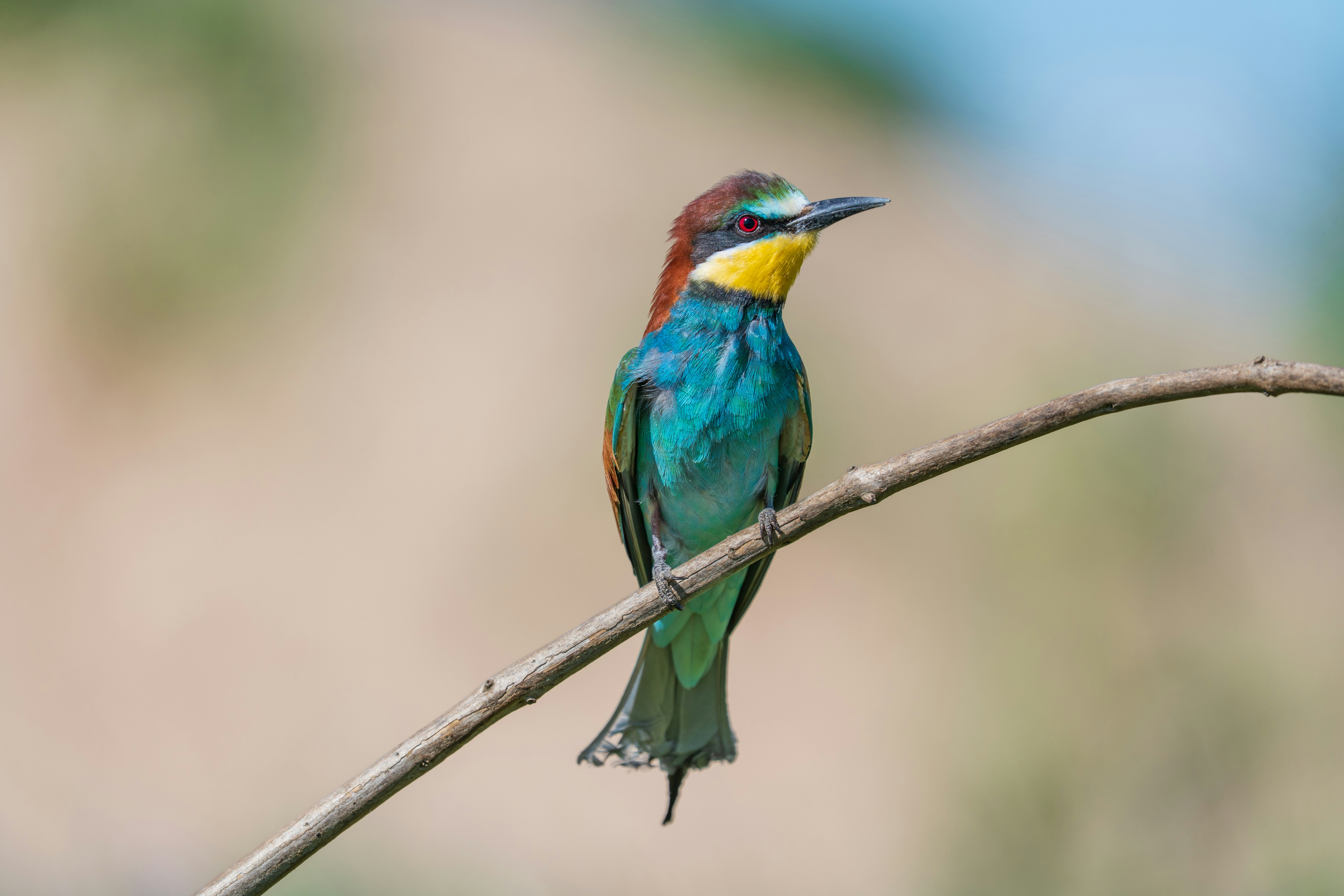 Crimson-Mplumed Kingfisher Paused on a Lean Branch