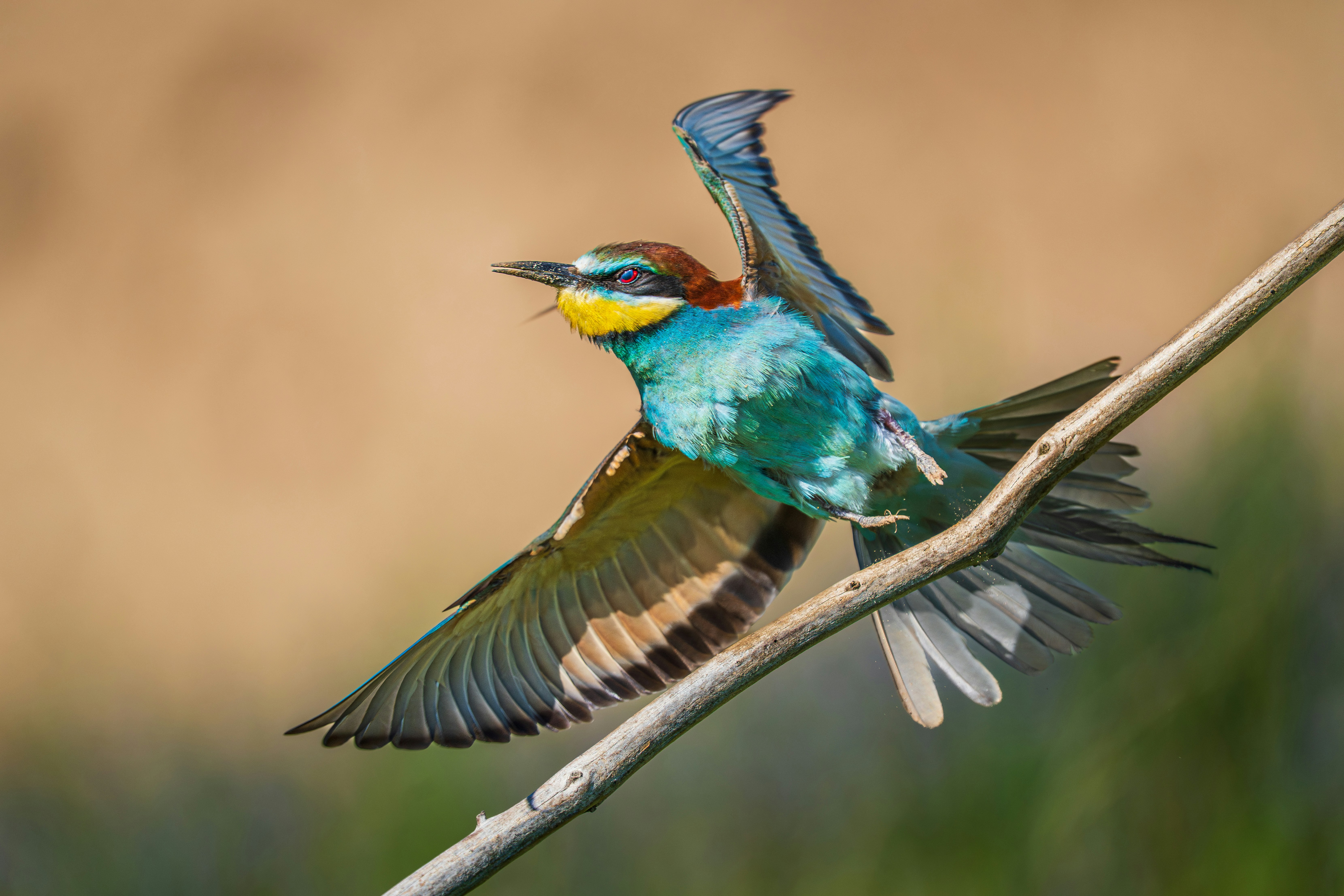 Burst of Color: Kingfisher in a Cyan Flight Across a Branch