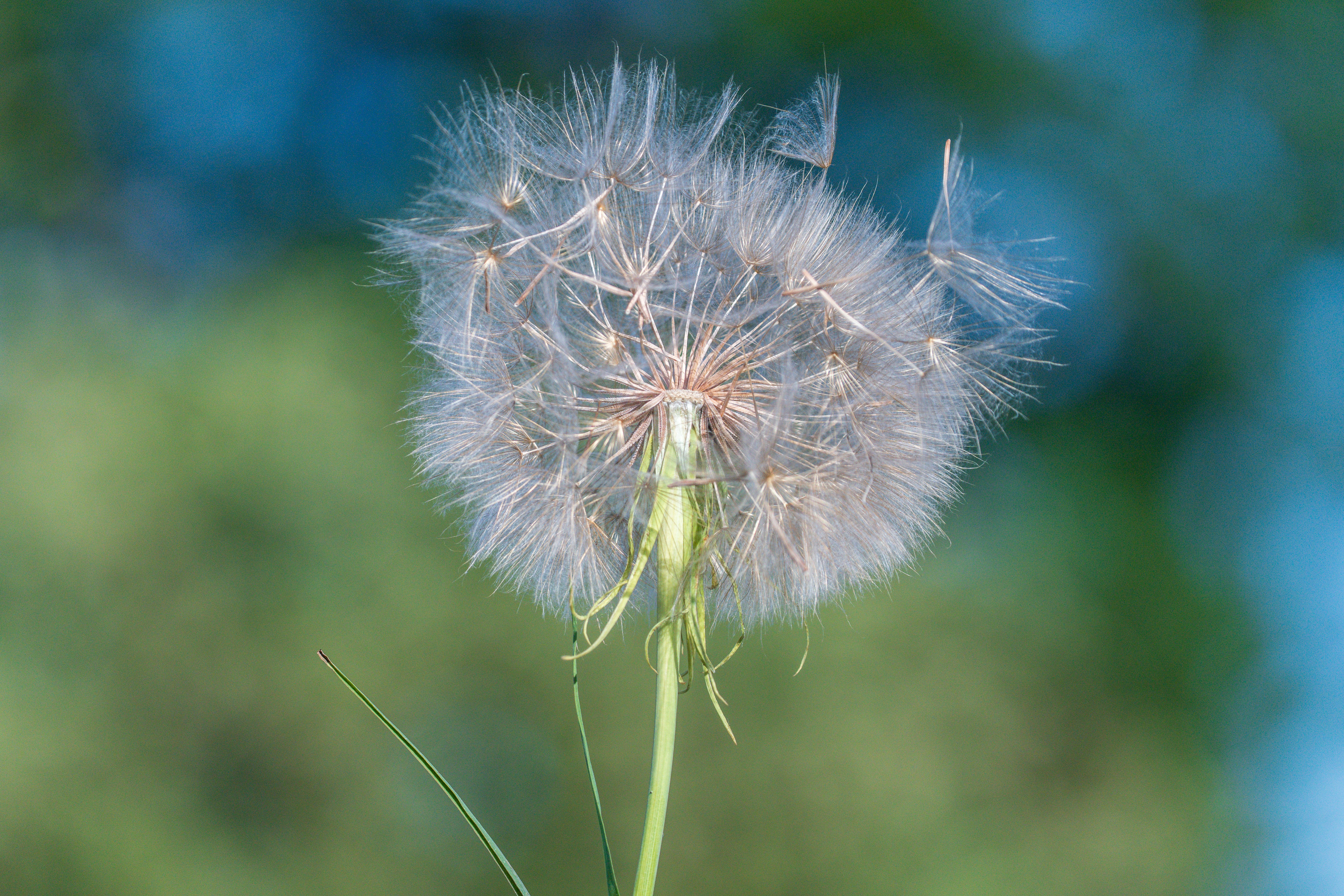 Whispering Seedhead: A Gentle Diffusion of Dandelion Light