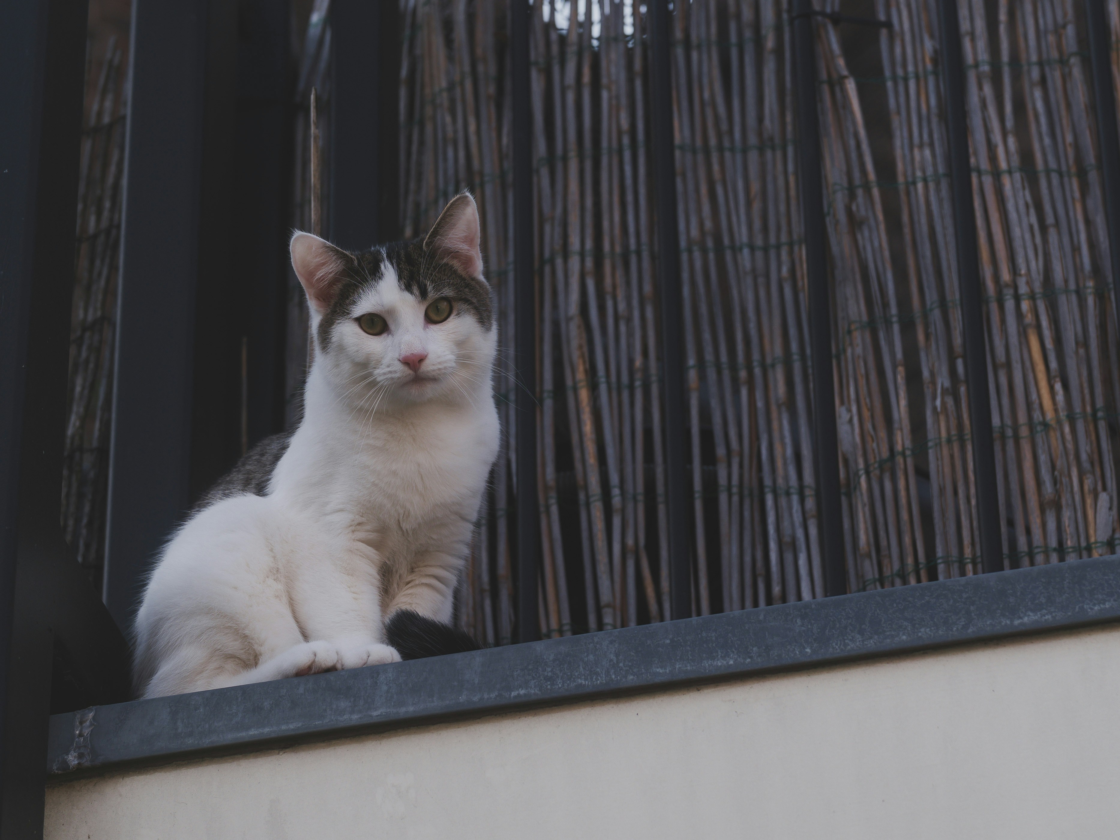 Curious Cat on a Balcony Parapet