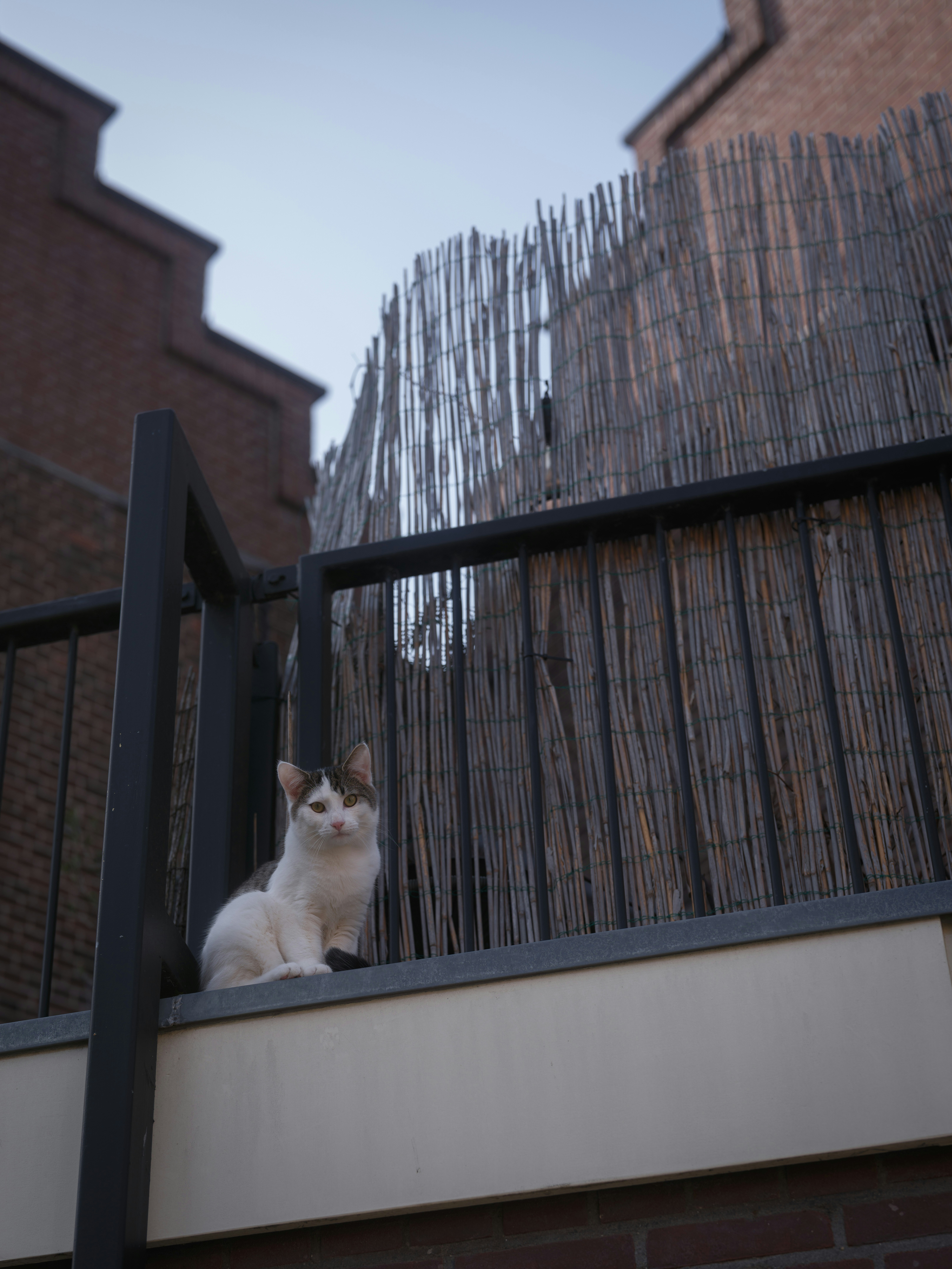 Perched by the Fence: A Curious Cat Oversees the Quiet Yard