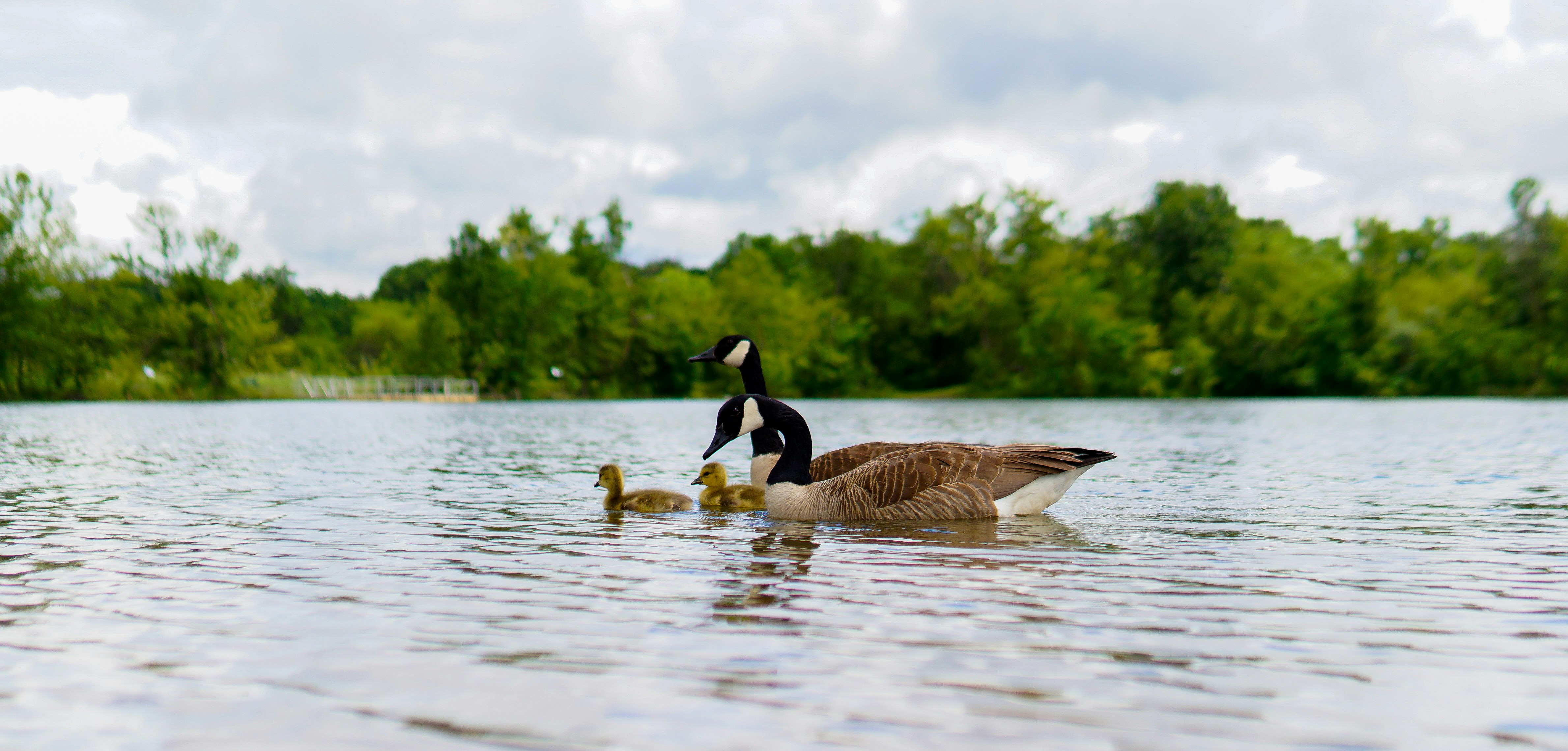 Mother Mallard and Ducklings Glide Across a Calm Lake
