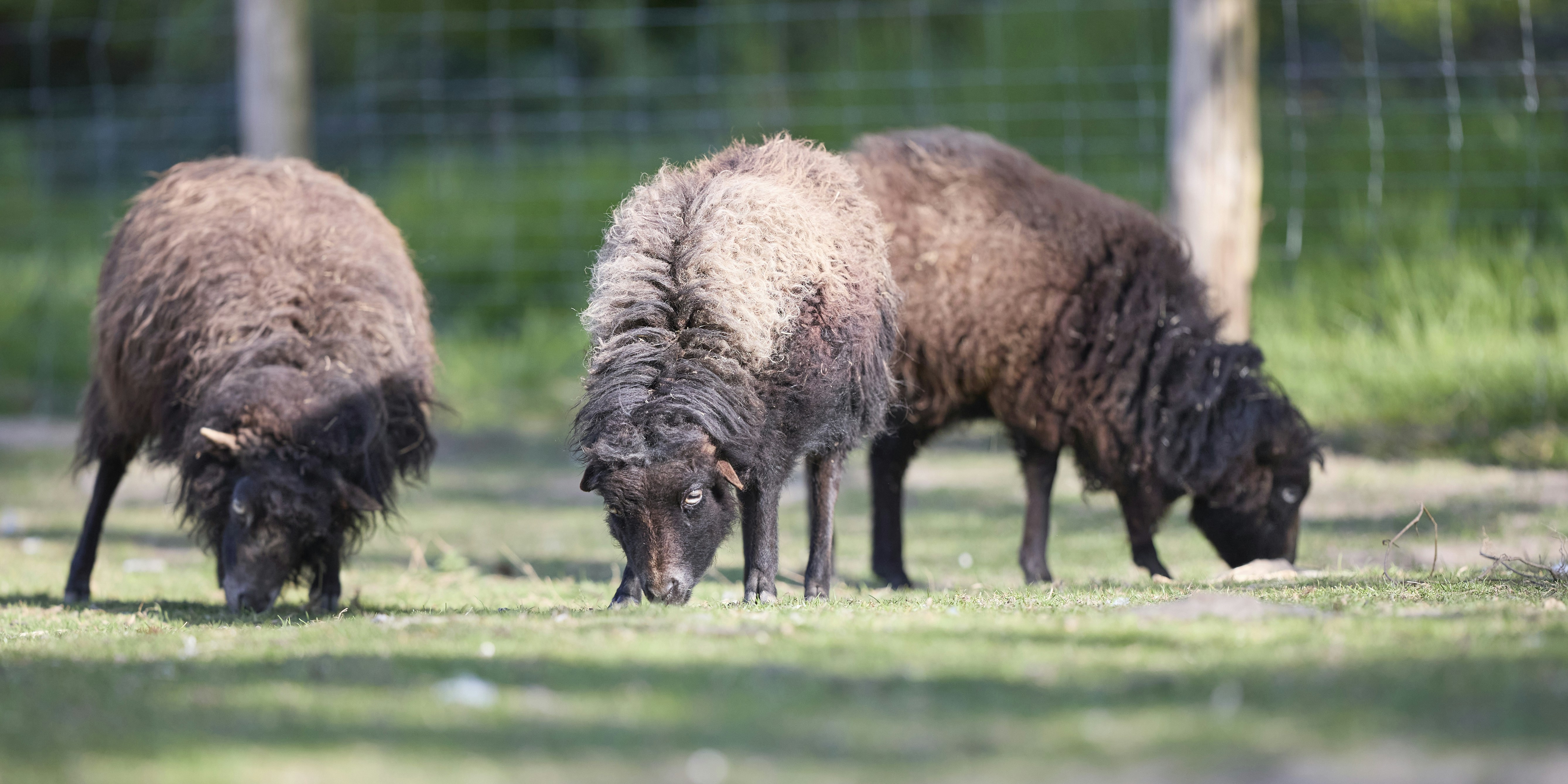 Herd at Dawn: Grazing Bison beneath a Weathered Fence