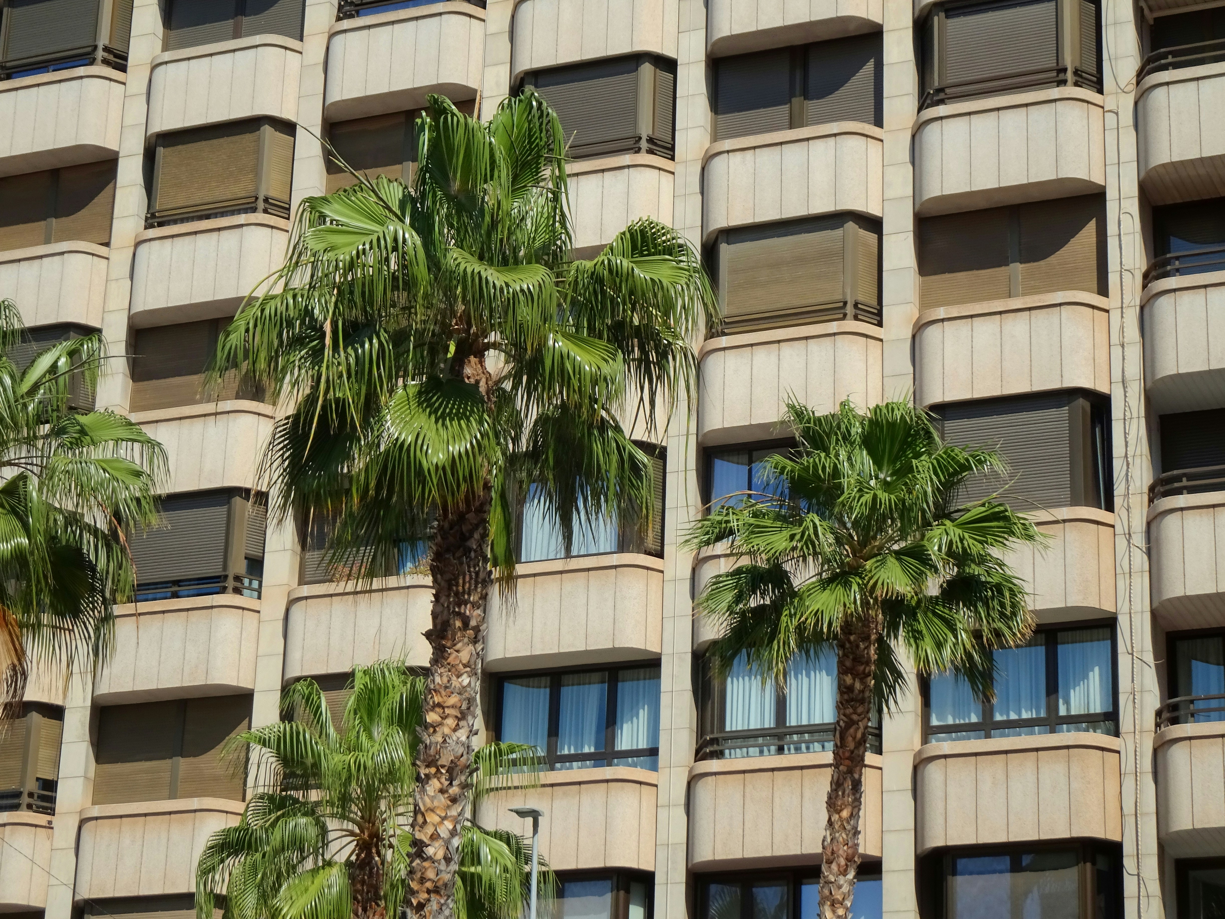 Palm Promenade Against Geometric Facades