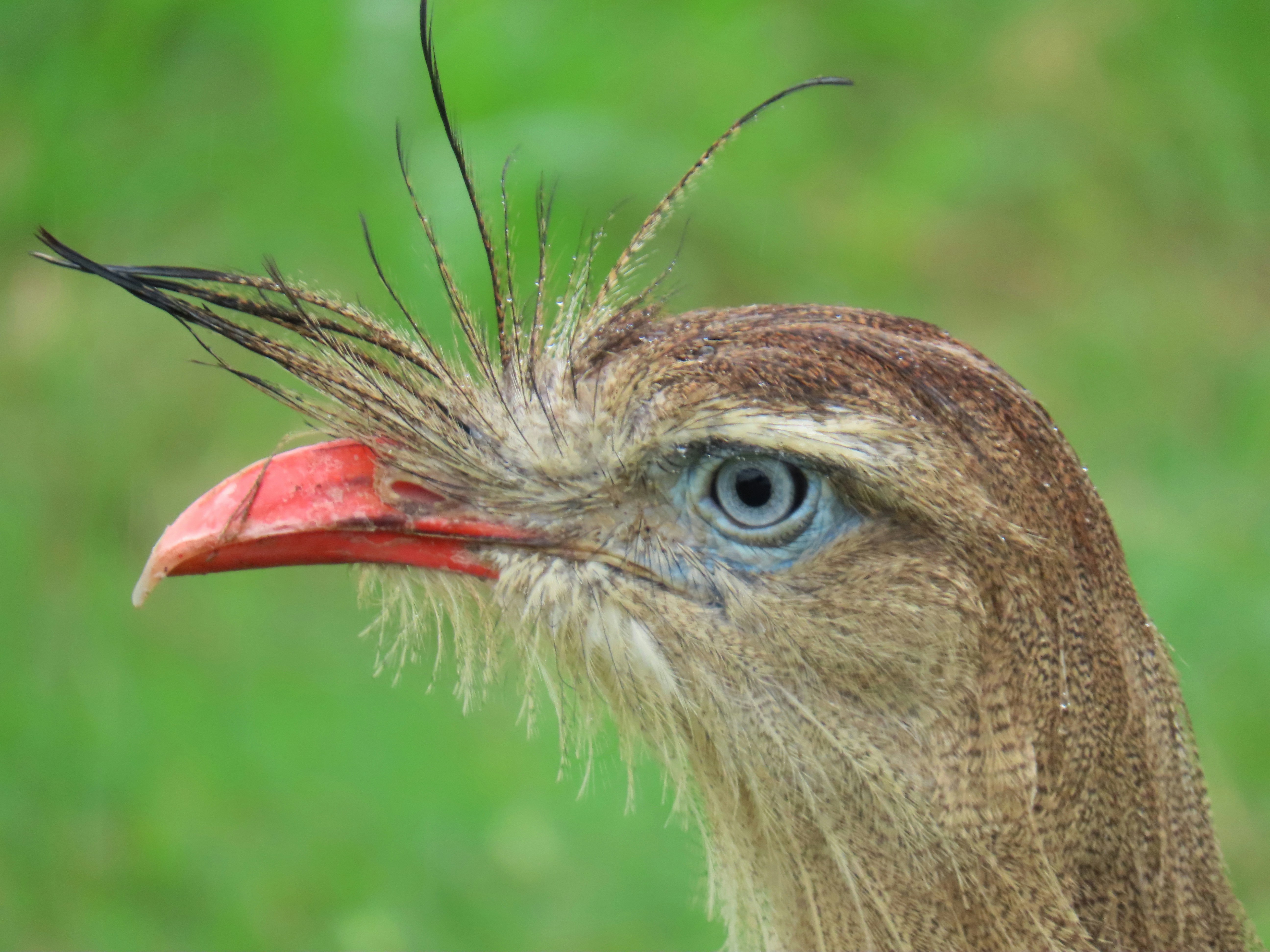 Feathered Crest and Stare: A Curiously Plumed Bird Close-Up