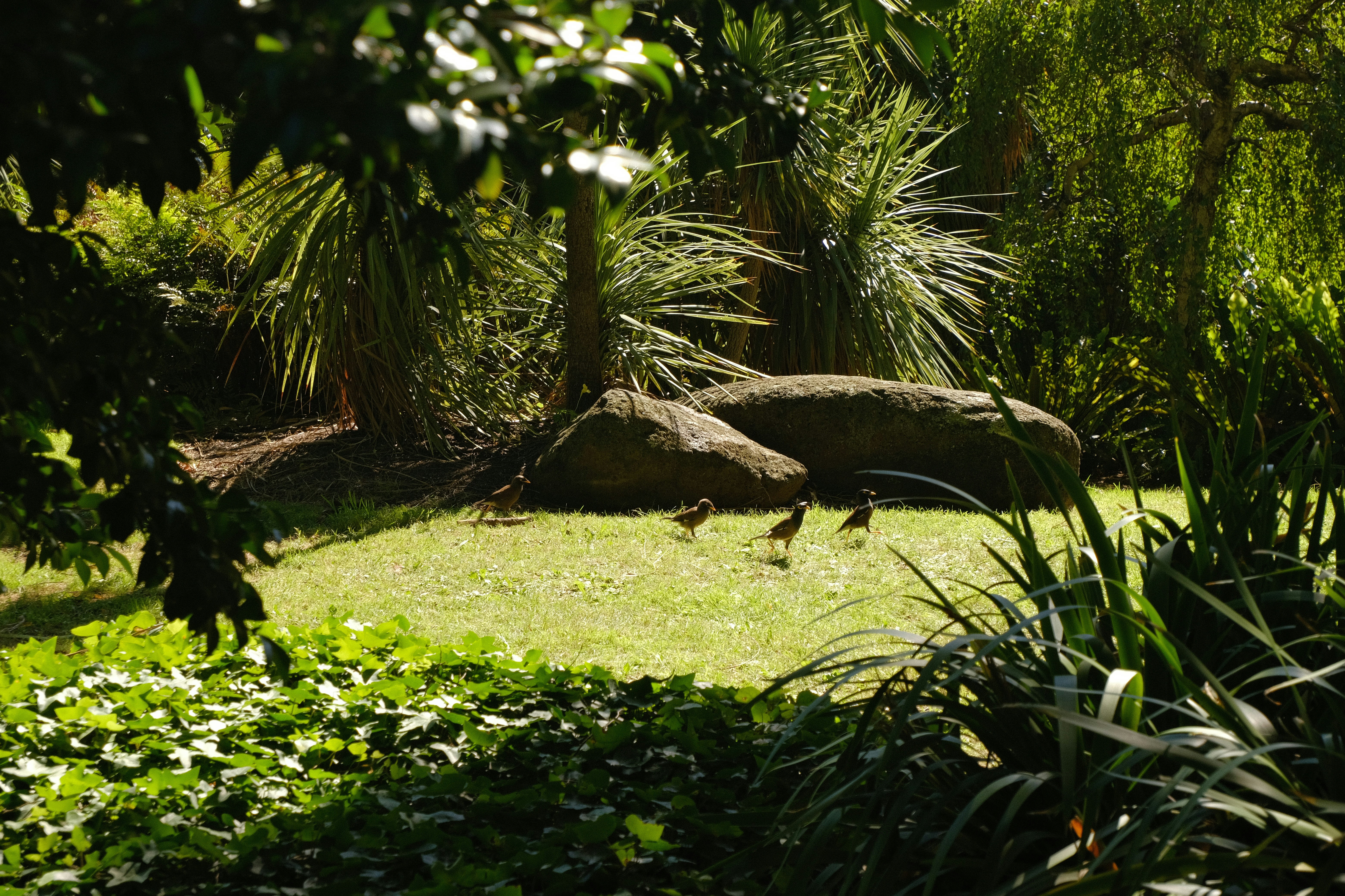 Sunlit Birds on the Lawn Amid Sculpted Foliage