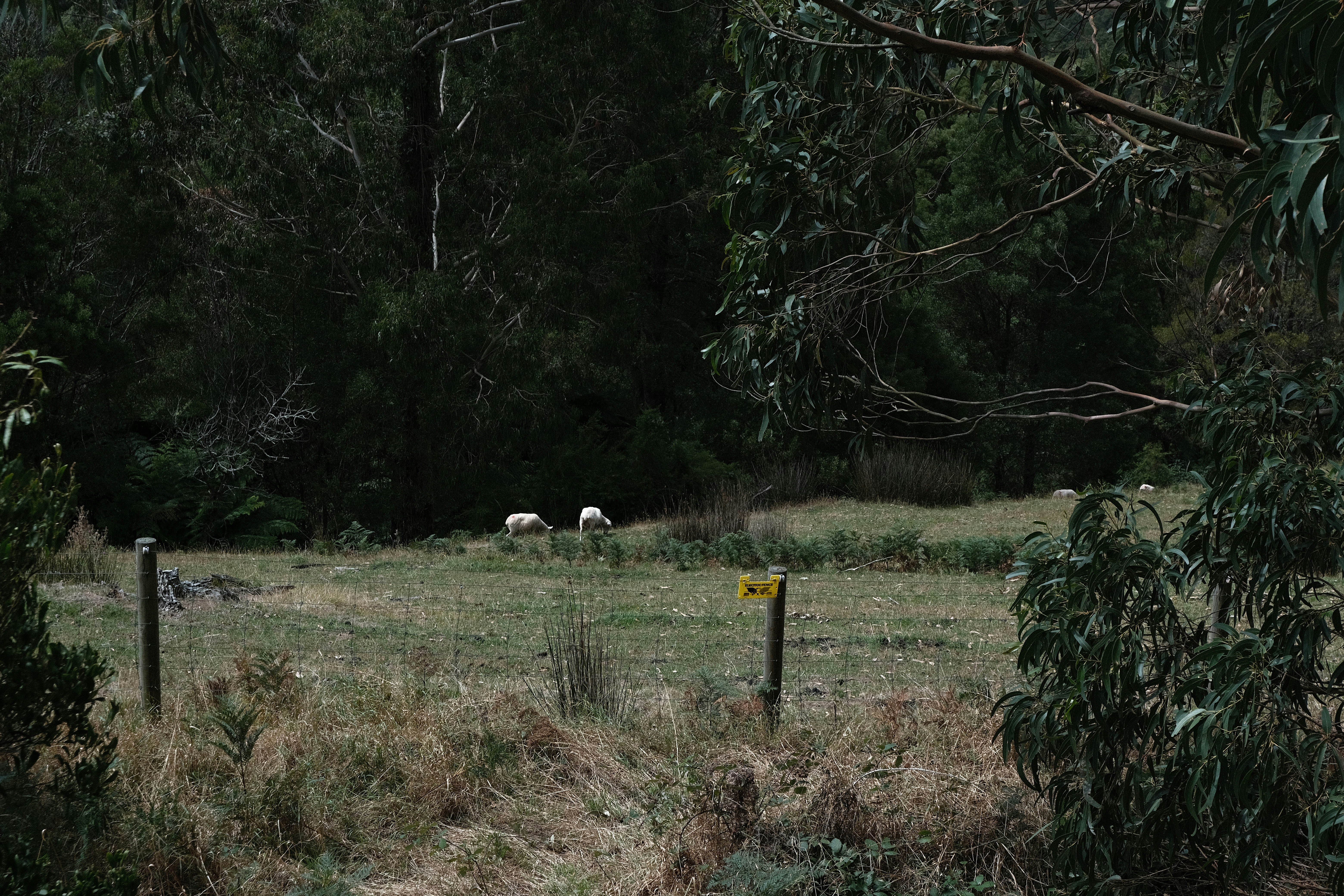 Quiet Pasture Spotlight: A Lone Field with Sheep in Dusk-Soft Light