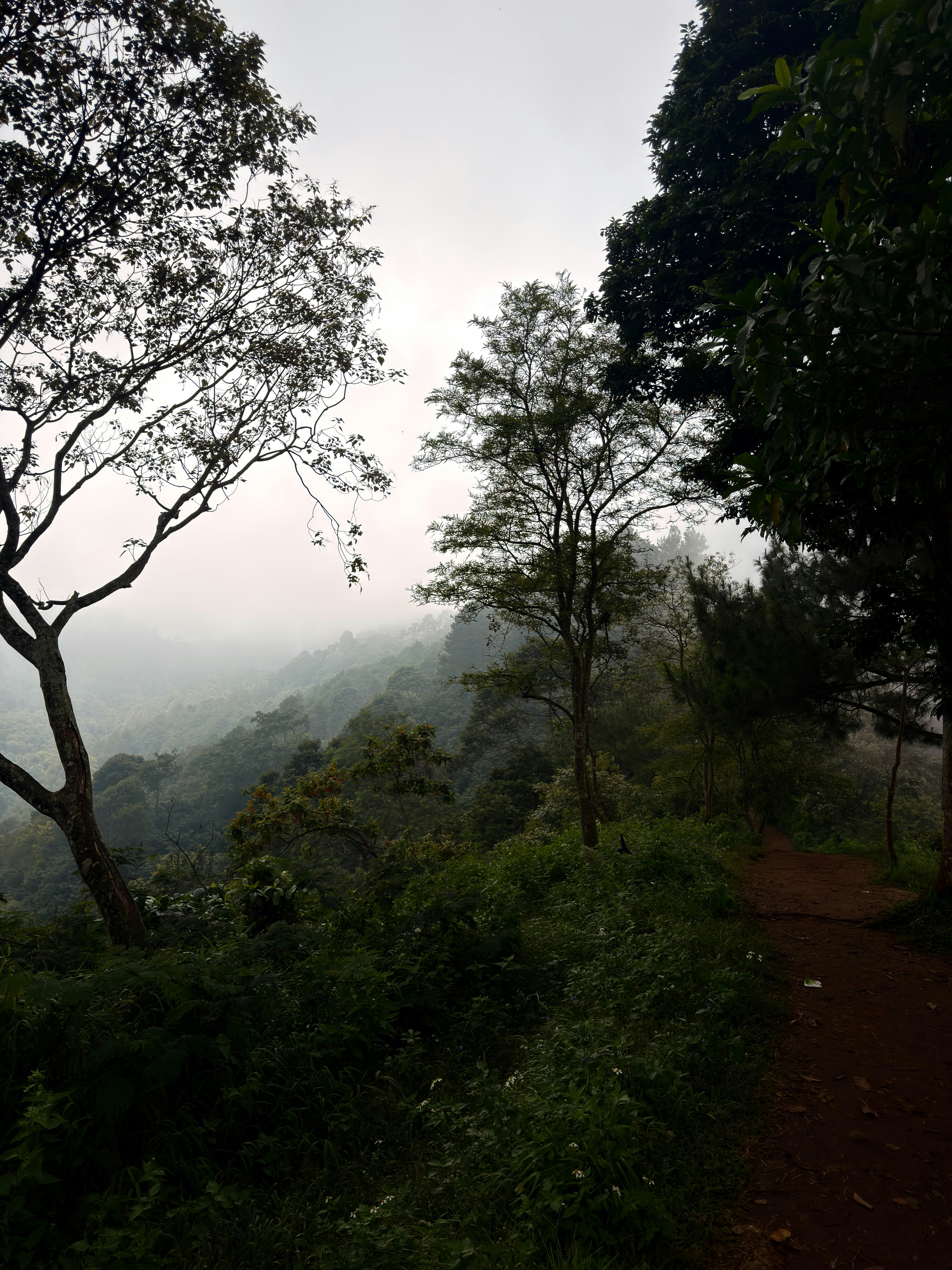 Whispering Path Through Misty Terraces