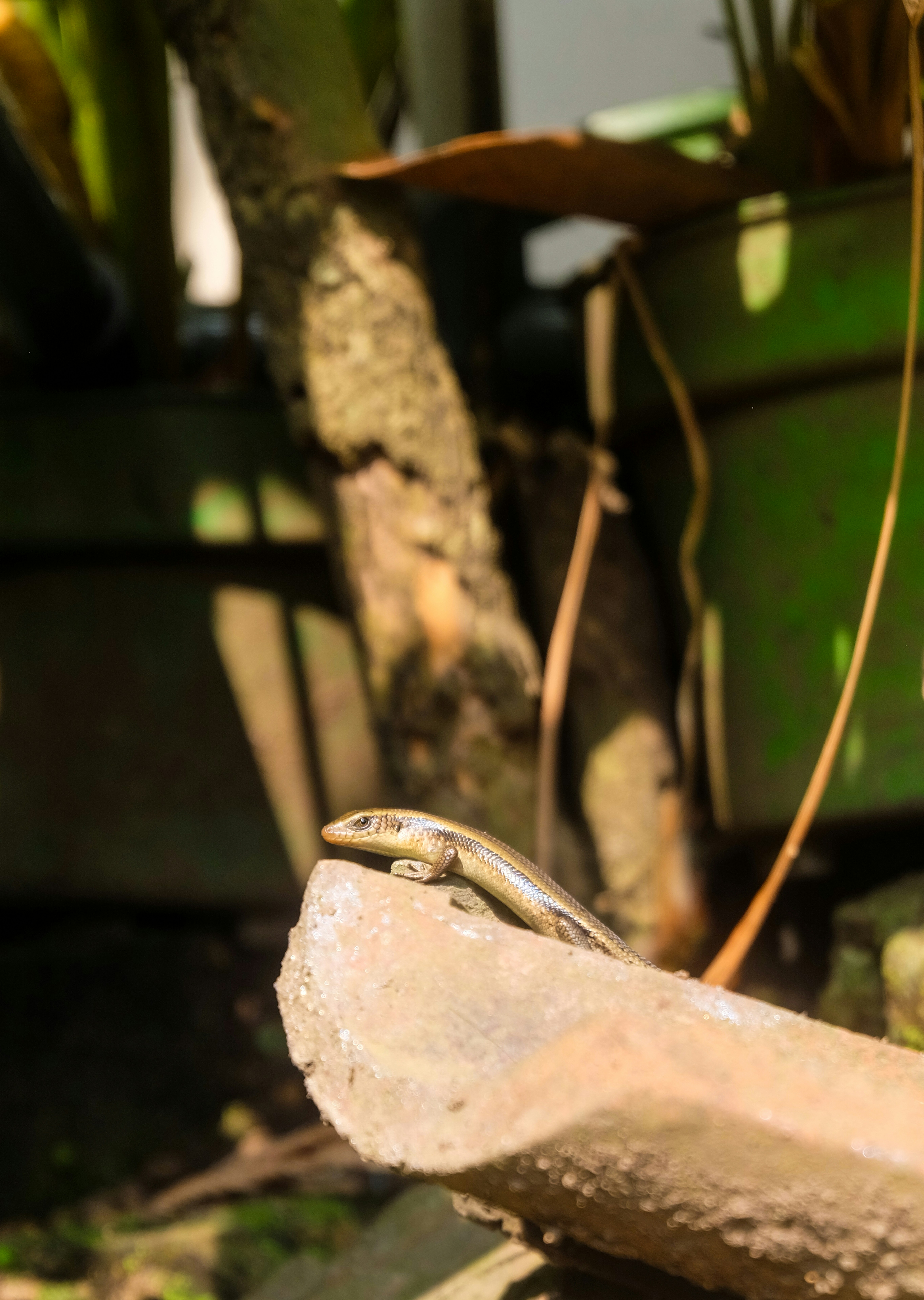 Tiny Lizard Stretches Across a Sunlit Rock