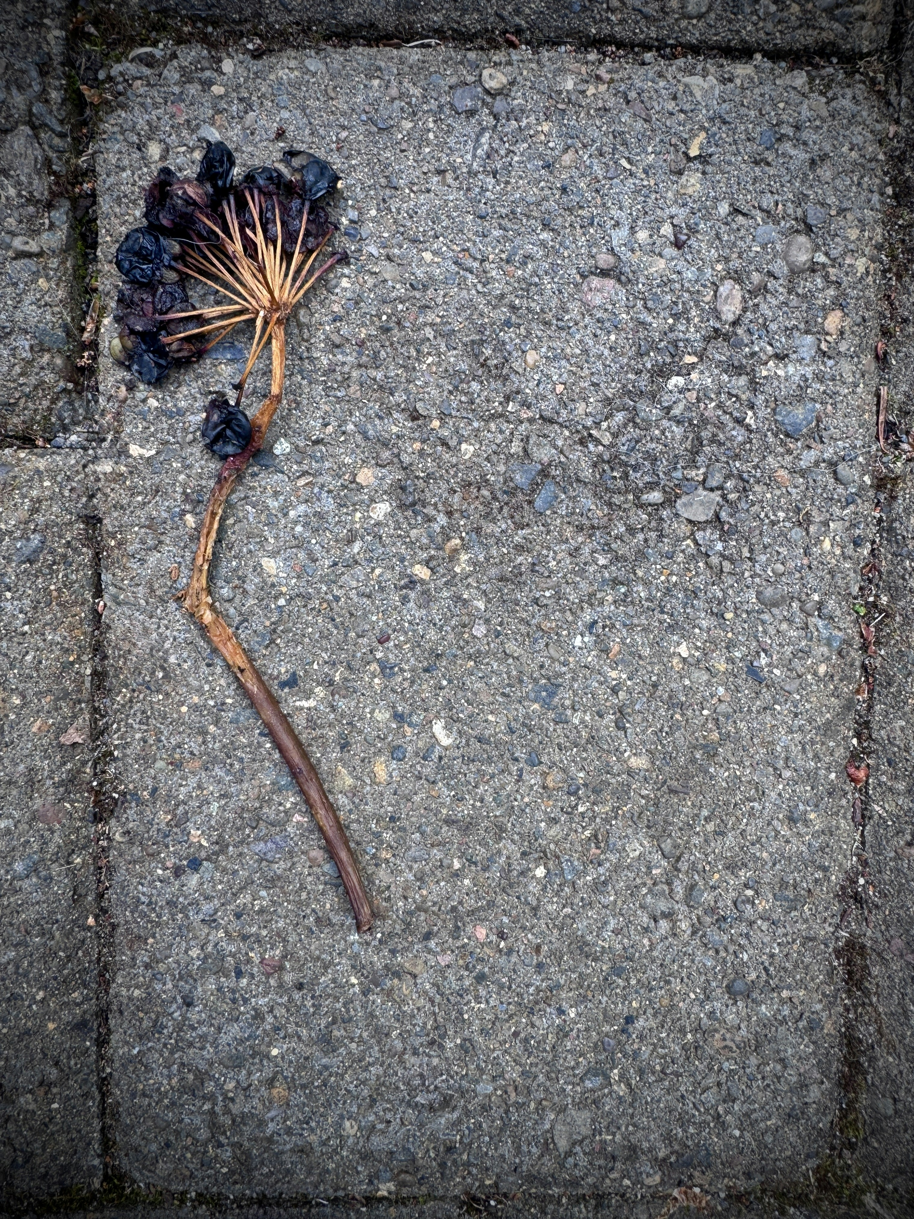 Dusty Dandelion Remnant on Street Steps