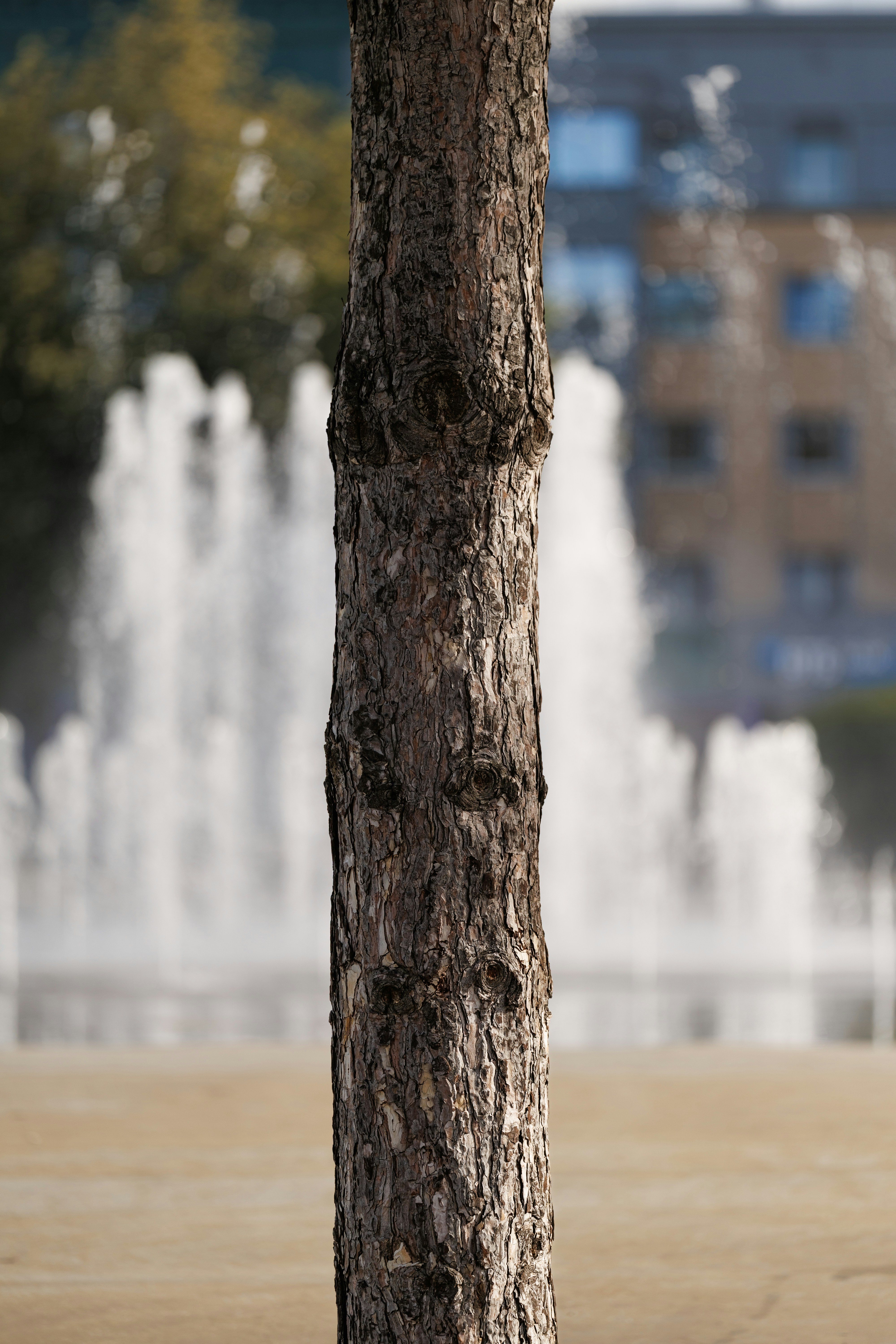 Tree Trunk in Front of a Water Fountain Backdrop