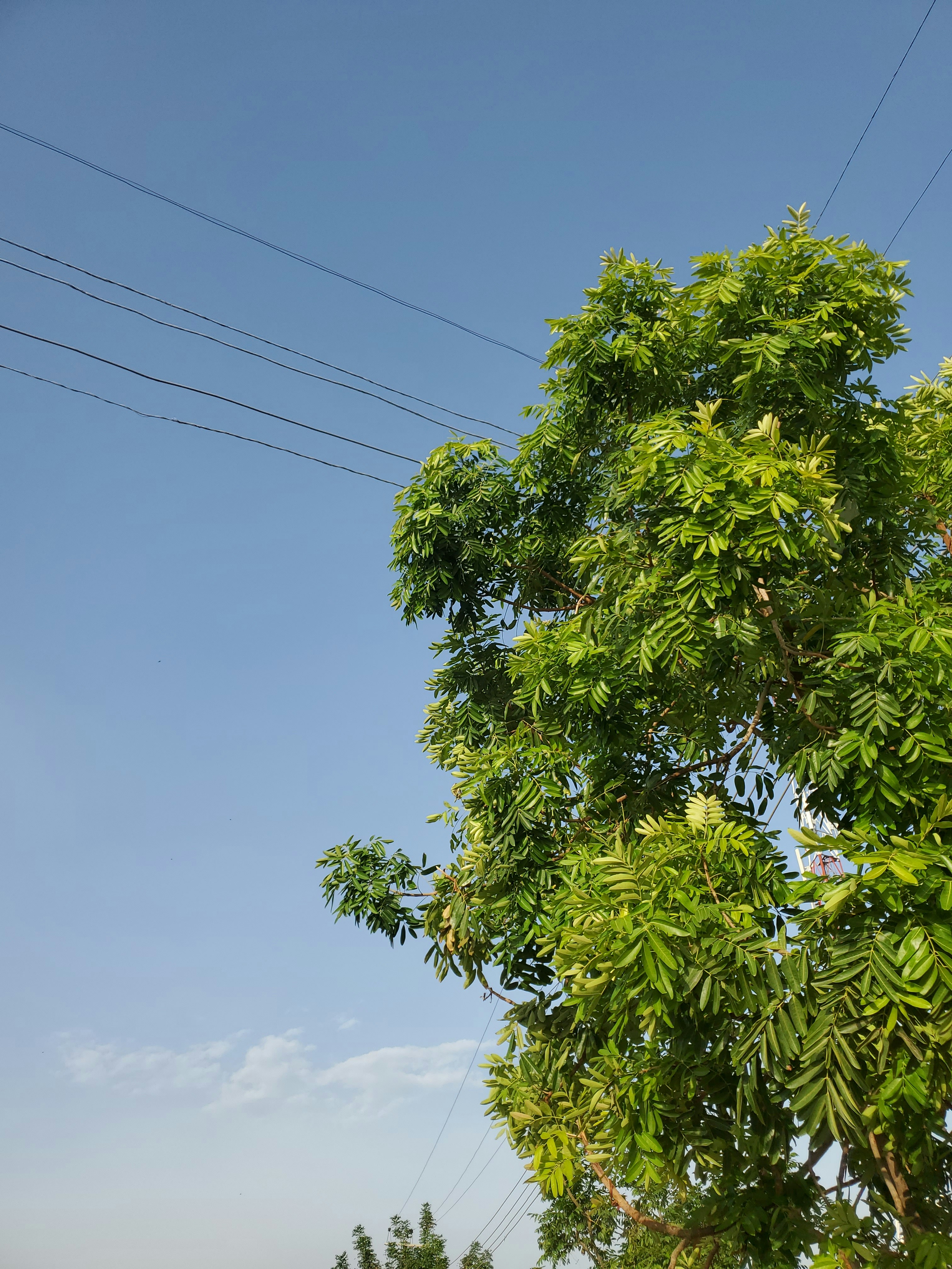 Bright green tree branches reach into a pale blue sky with power lines in the background; a serene outdoor scene focusing on natural texture and color. This is a photographic capture of a tree against a minimalist sky.