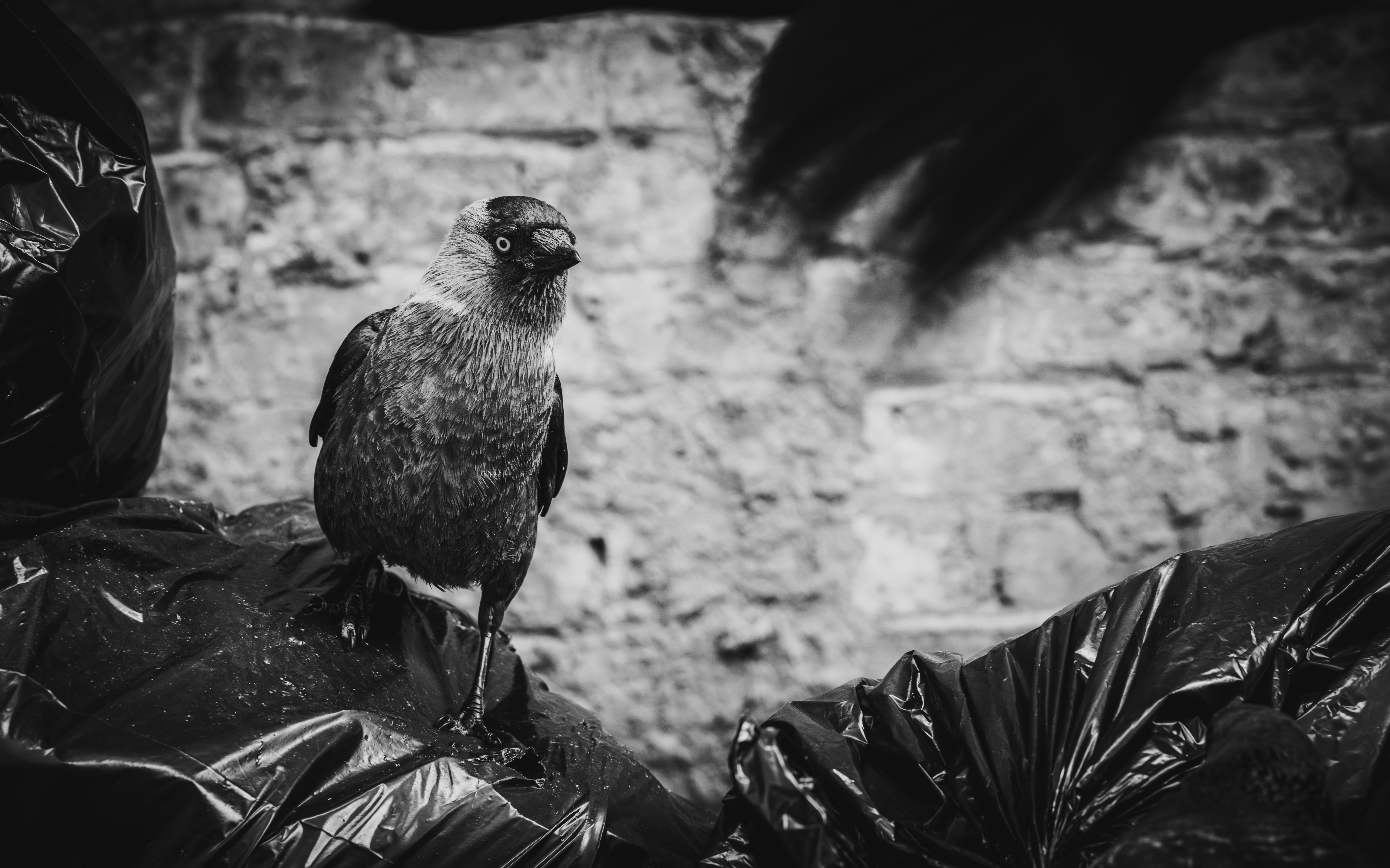 Urban scavenger: a solitary crow perched among trash bags