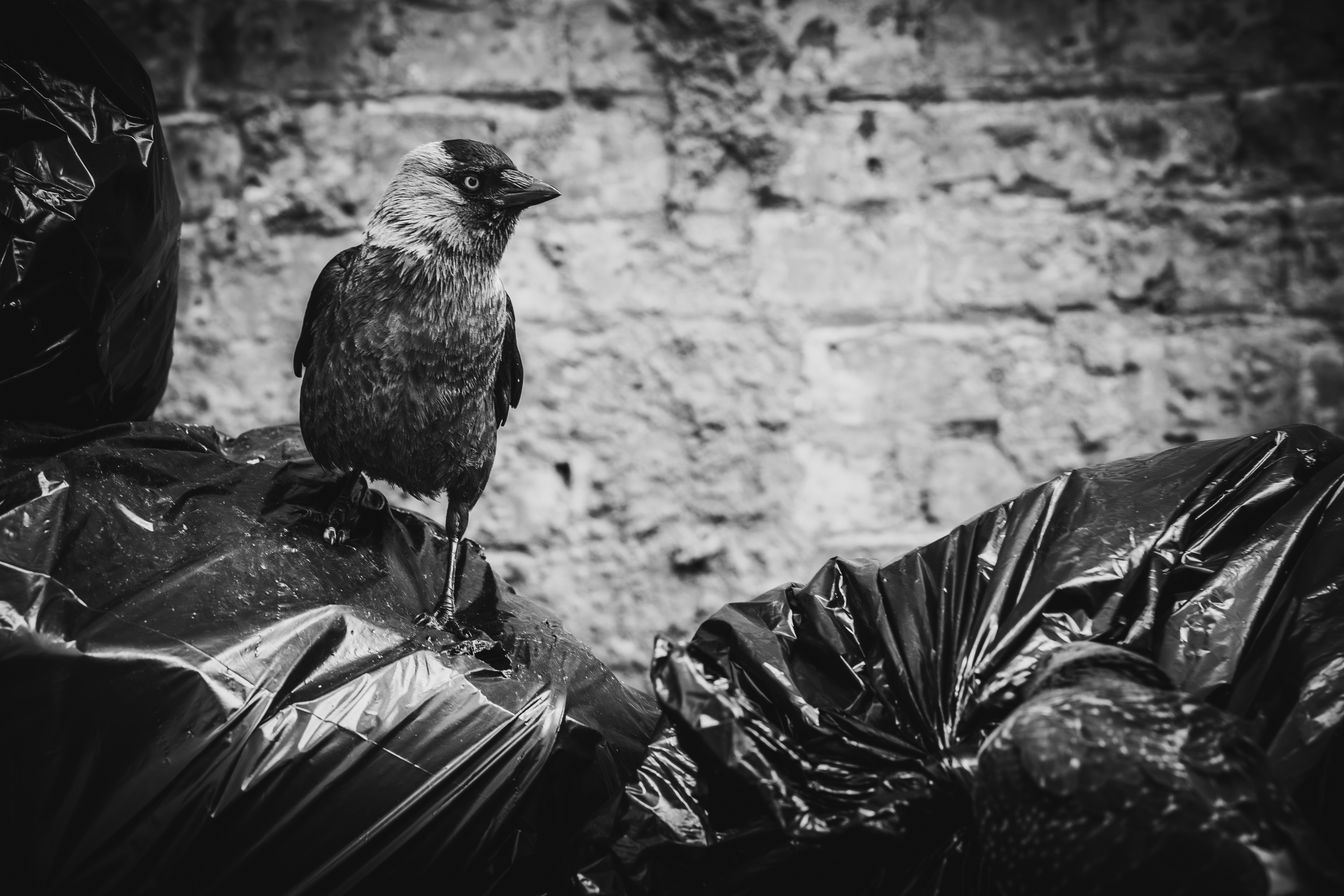 A solitary crow on a trash bag ledge under a textured wall