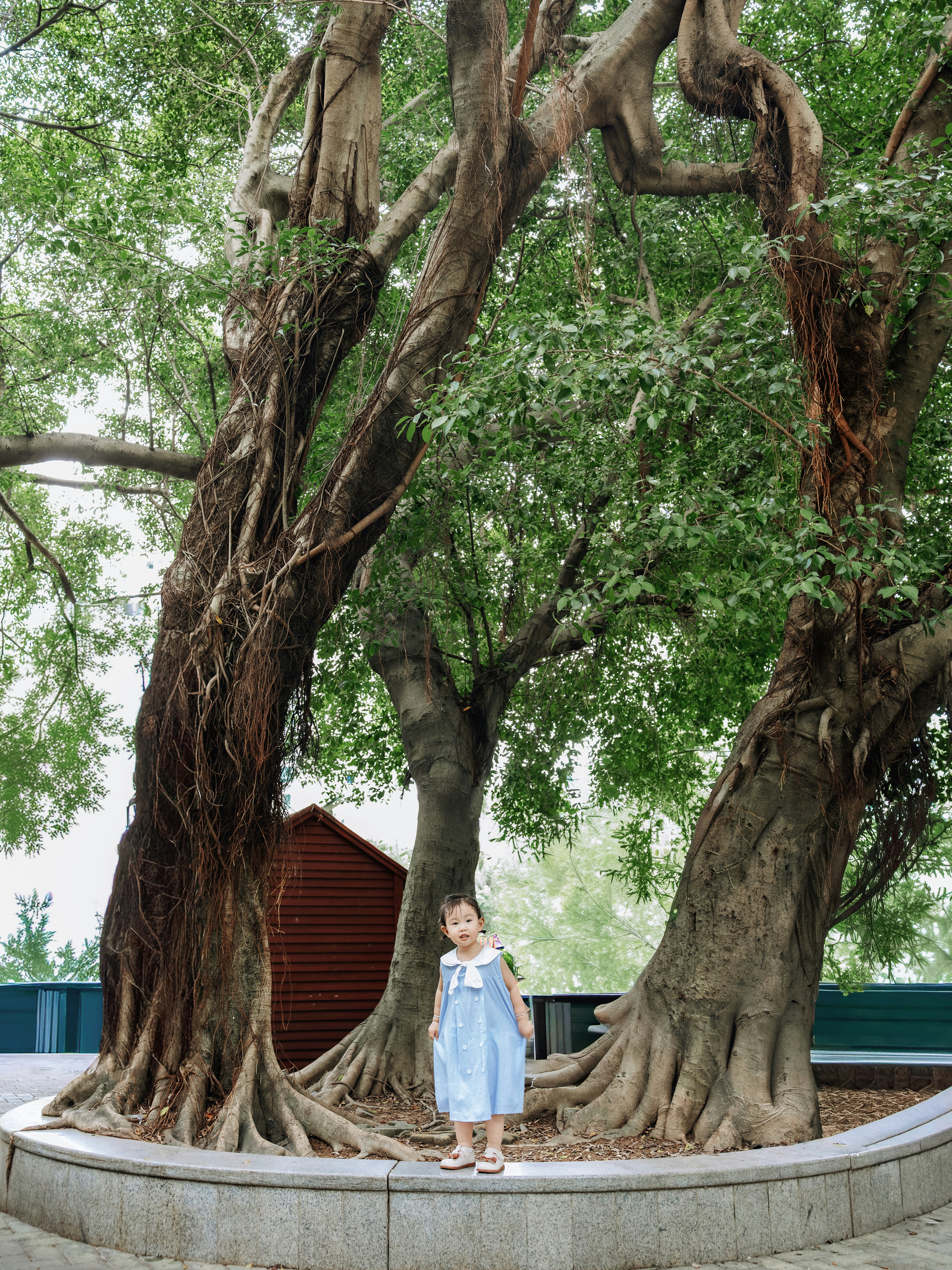 Child Between Ancient Giants: A Quiet Moment at the Tree Circle