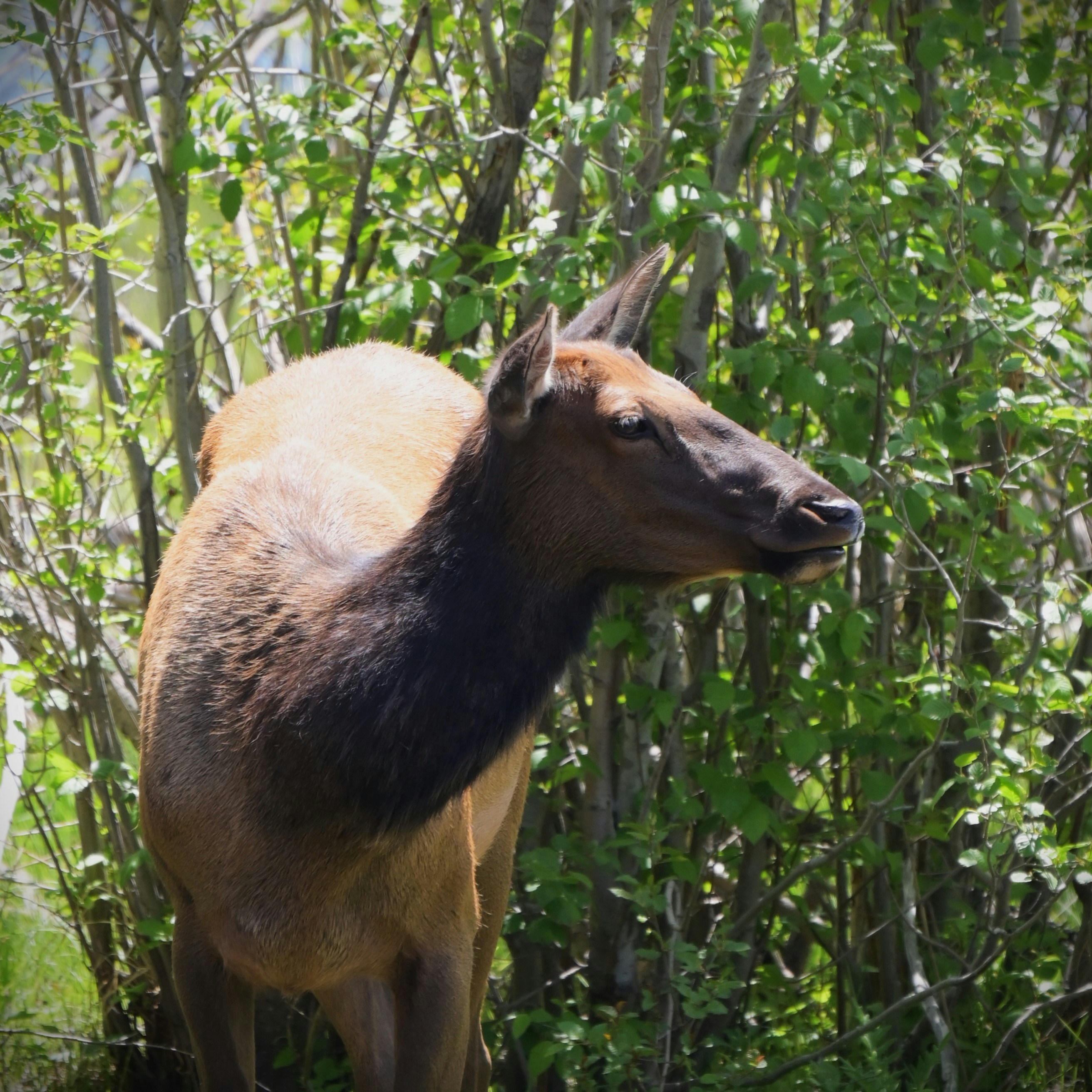 Moose in sunlit shrubbery: a side-profile of alert brown form