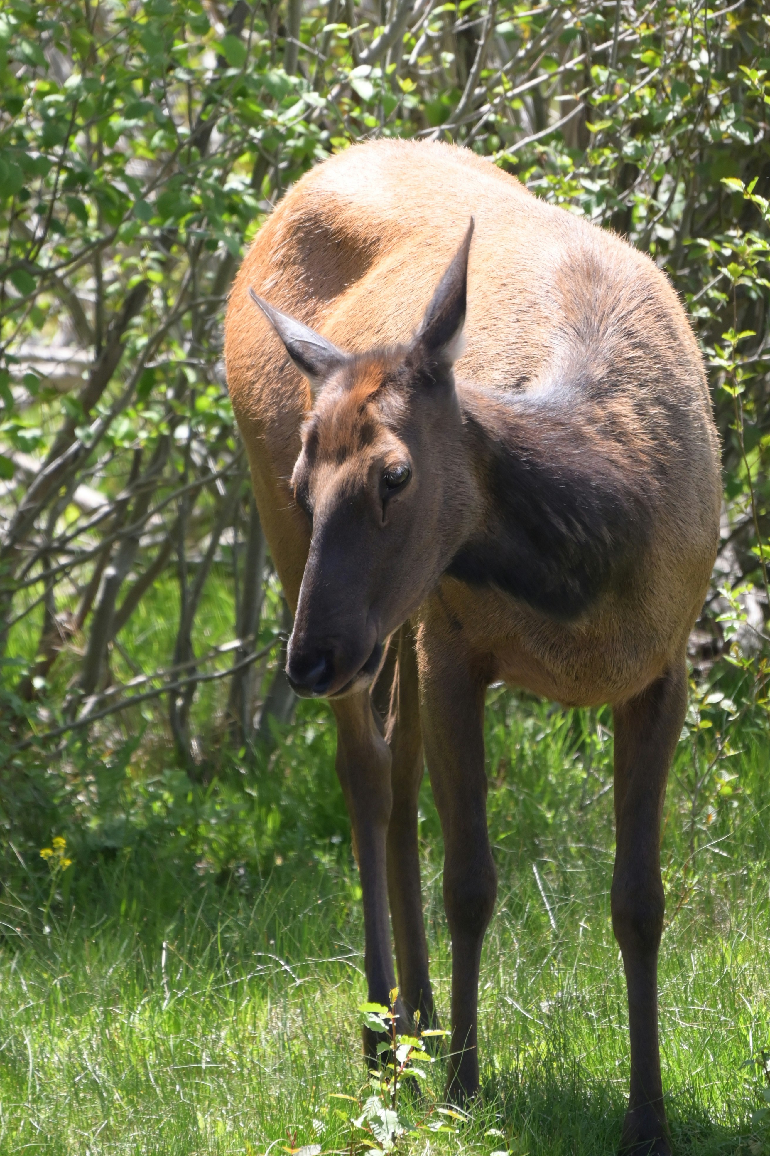 Quiet Grazer in Sunlit Meadow