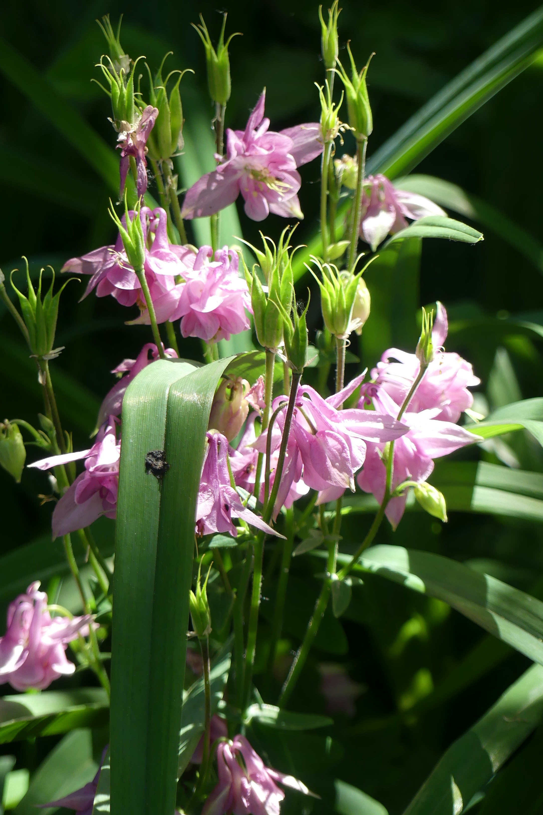 Pulse of Pink Bloom: A Kneeling Cluster of Lilac Flowers Framed by Green Leaves