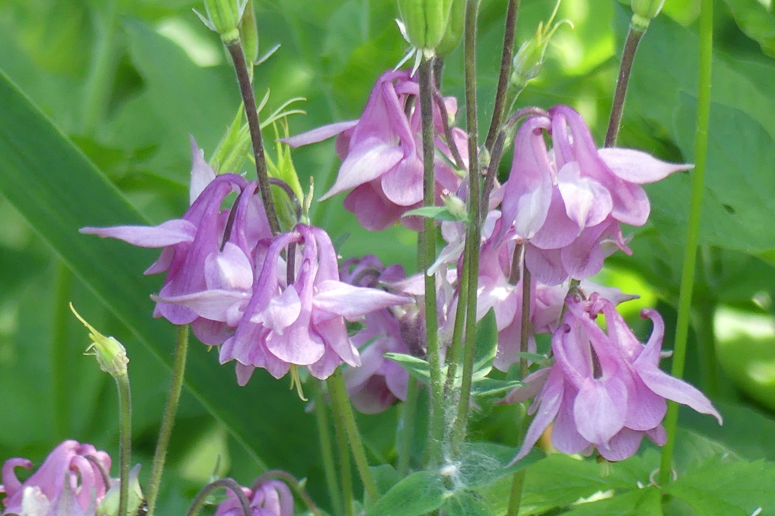 Lilac bells in a sunlit garden