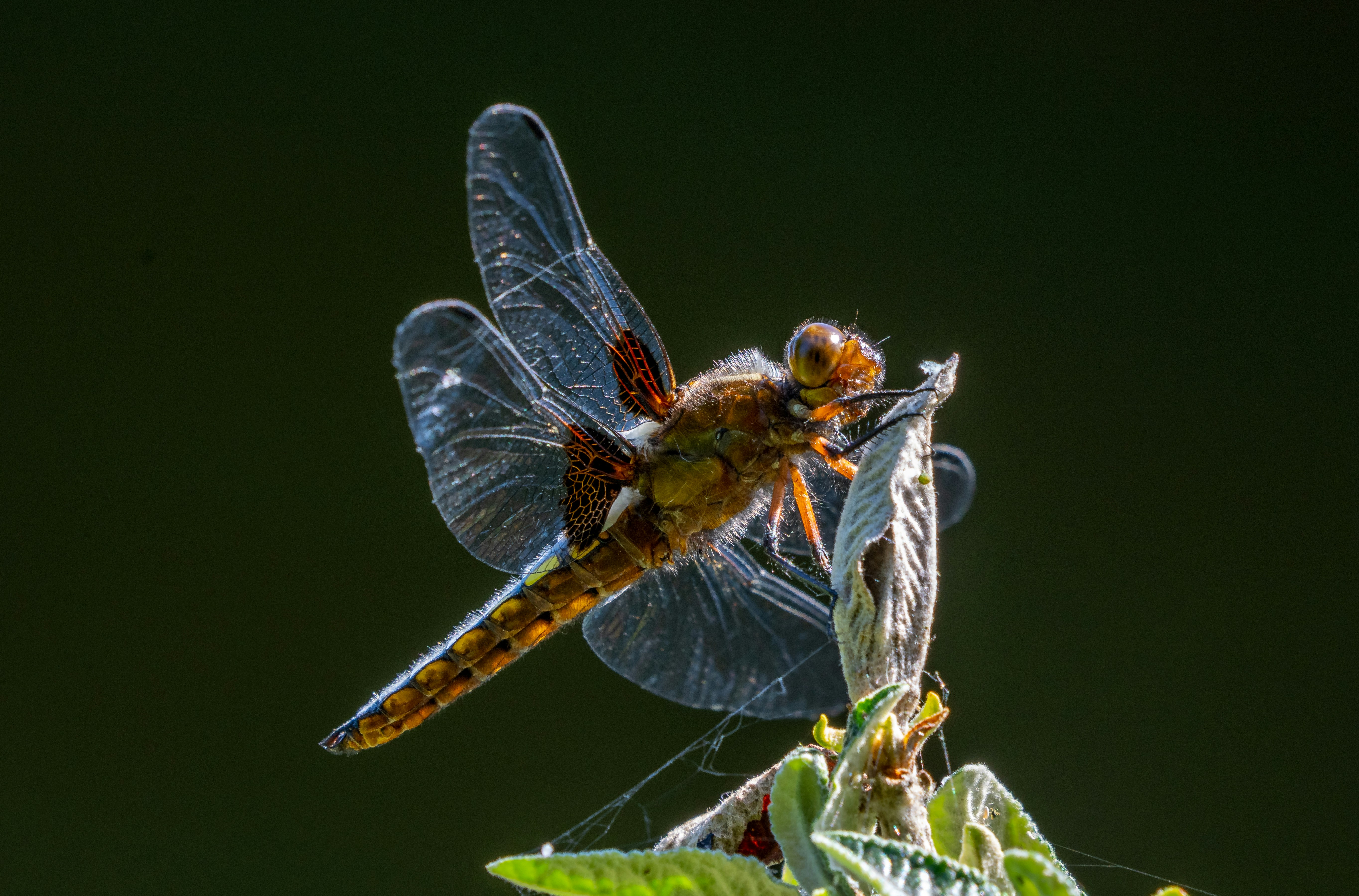 Amber Dancer: a dragonfly poised on a leaf at dusk
