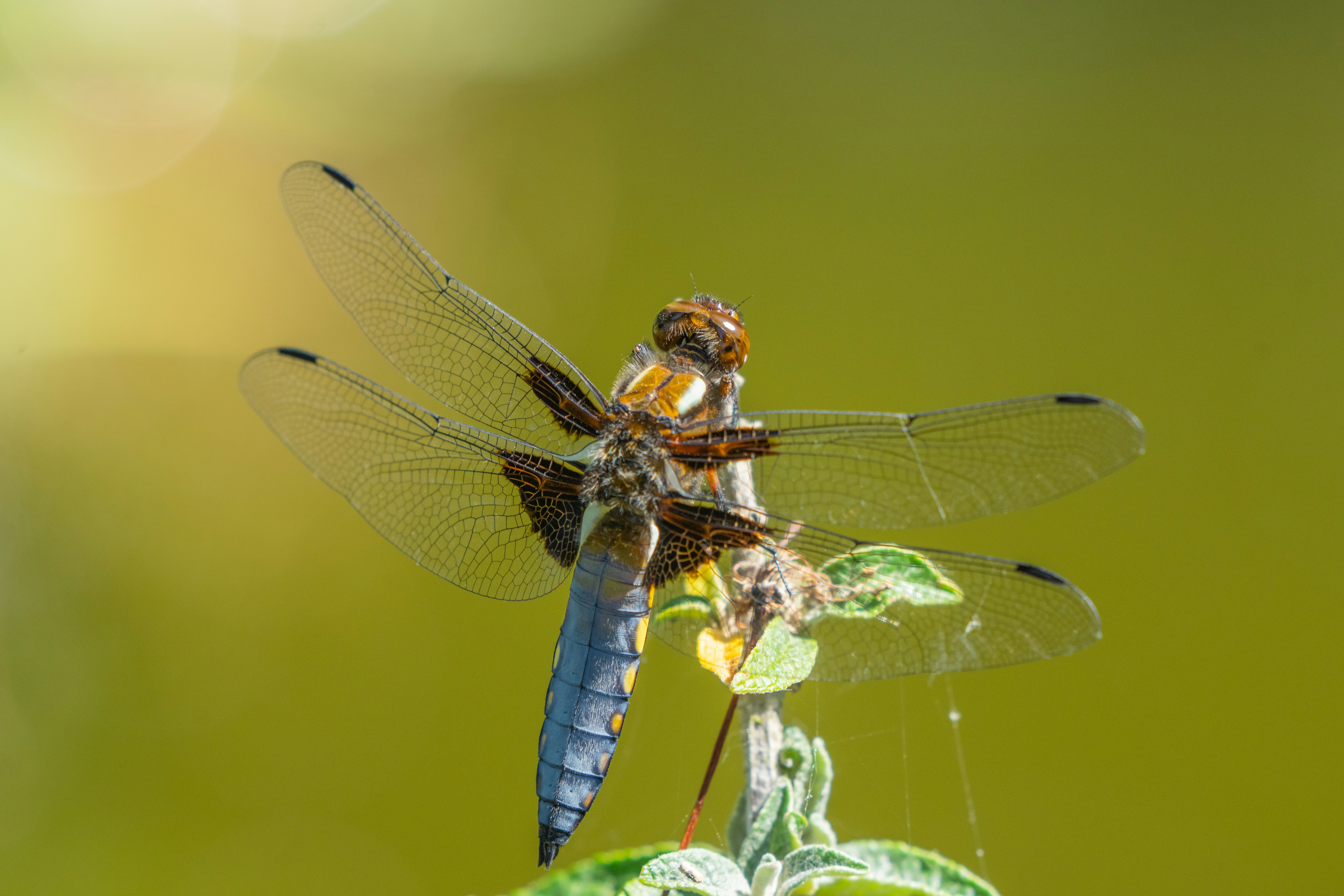 Dragonfly Watcher: A Glimpse of Gossamer Wings on a Sunny Rest