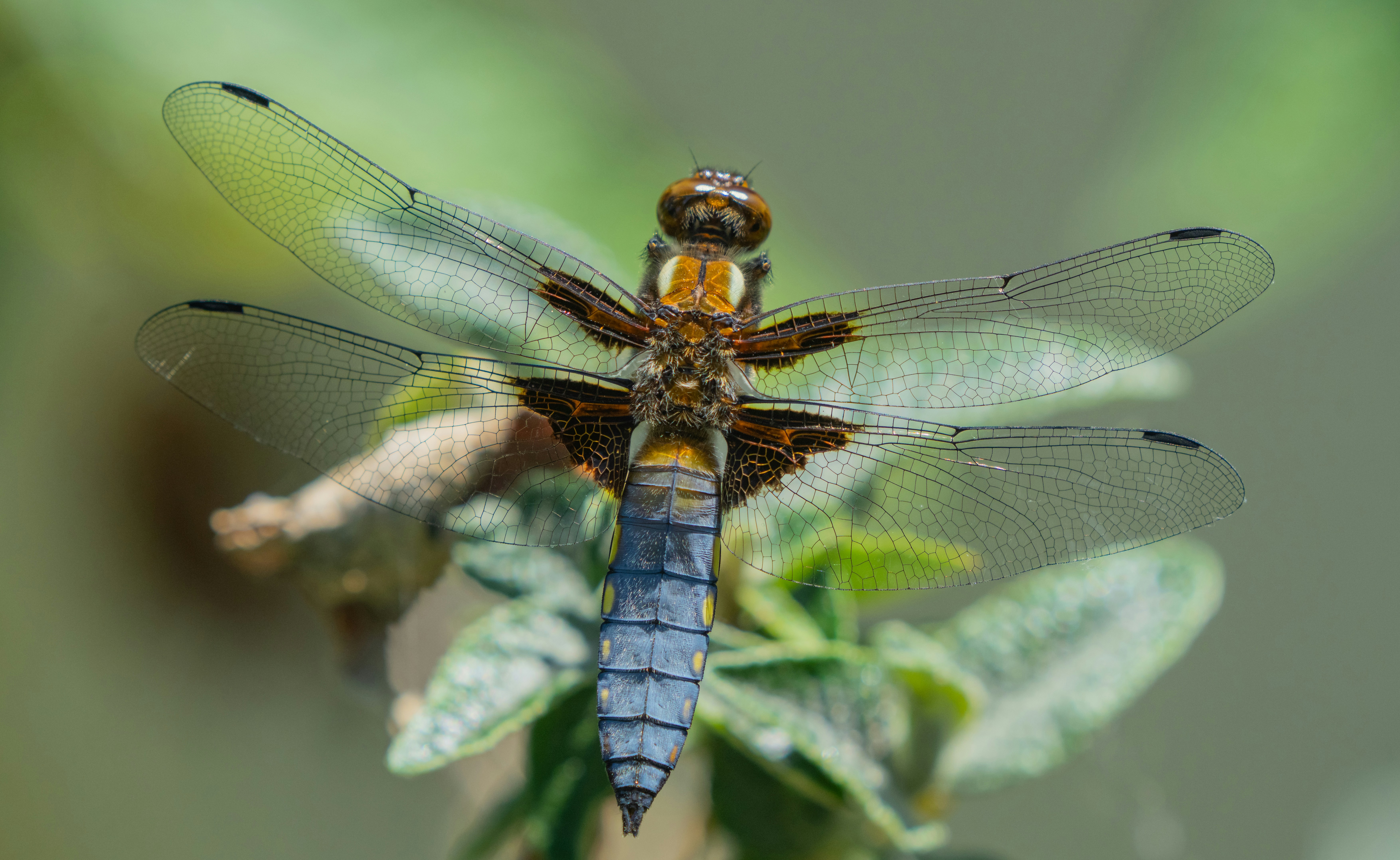 Azure-tailed Dragonfly in Focus: A Symmetrical Pause on a Green Stage