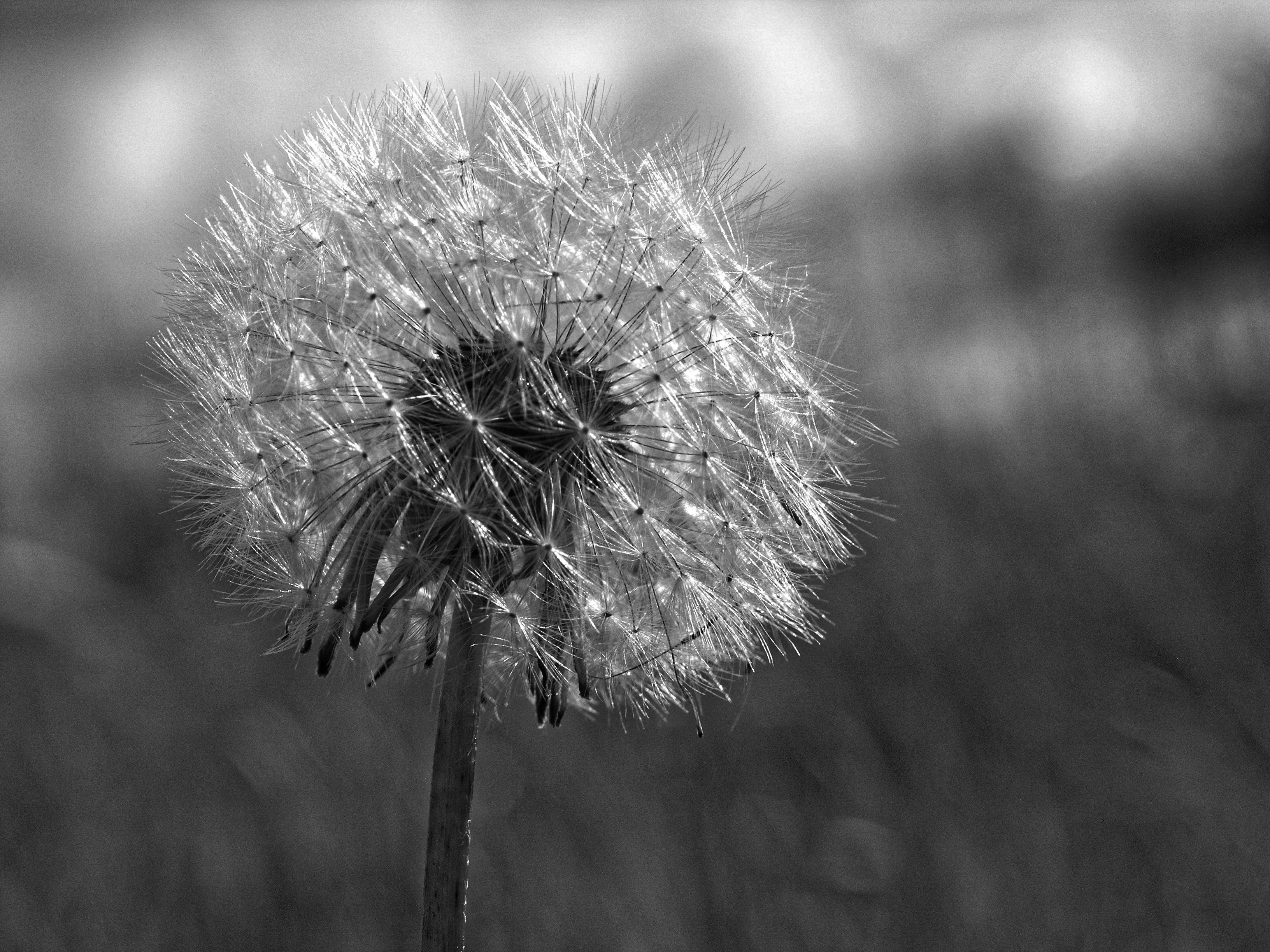 Whispering Seedhead: A Dandelion in Soft Focus