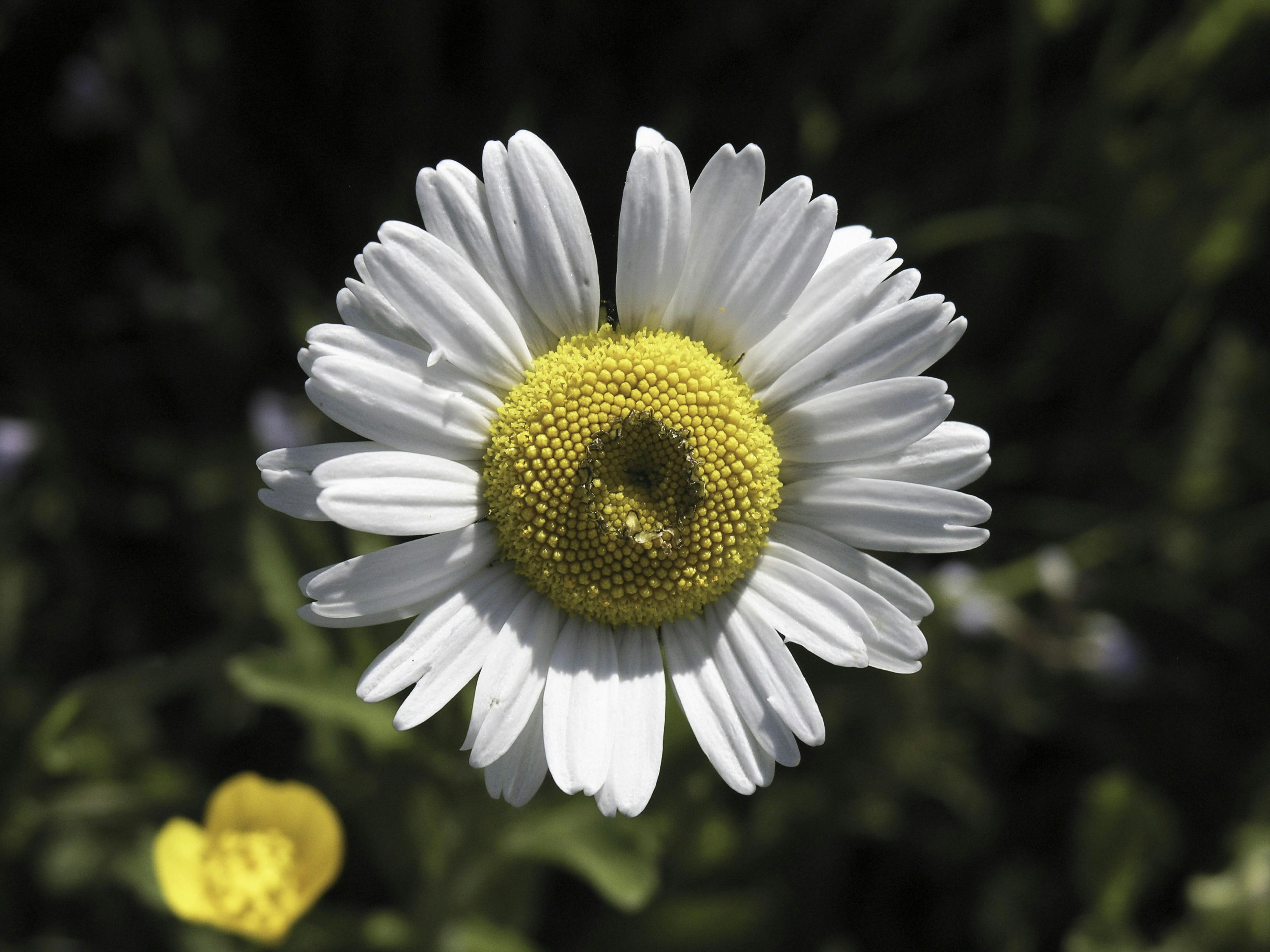 Daisy Spotlight: Close-Up on a Sunlit Center