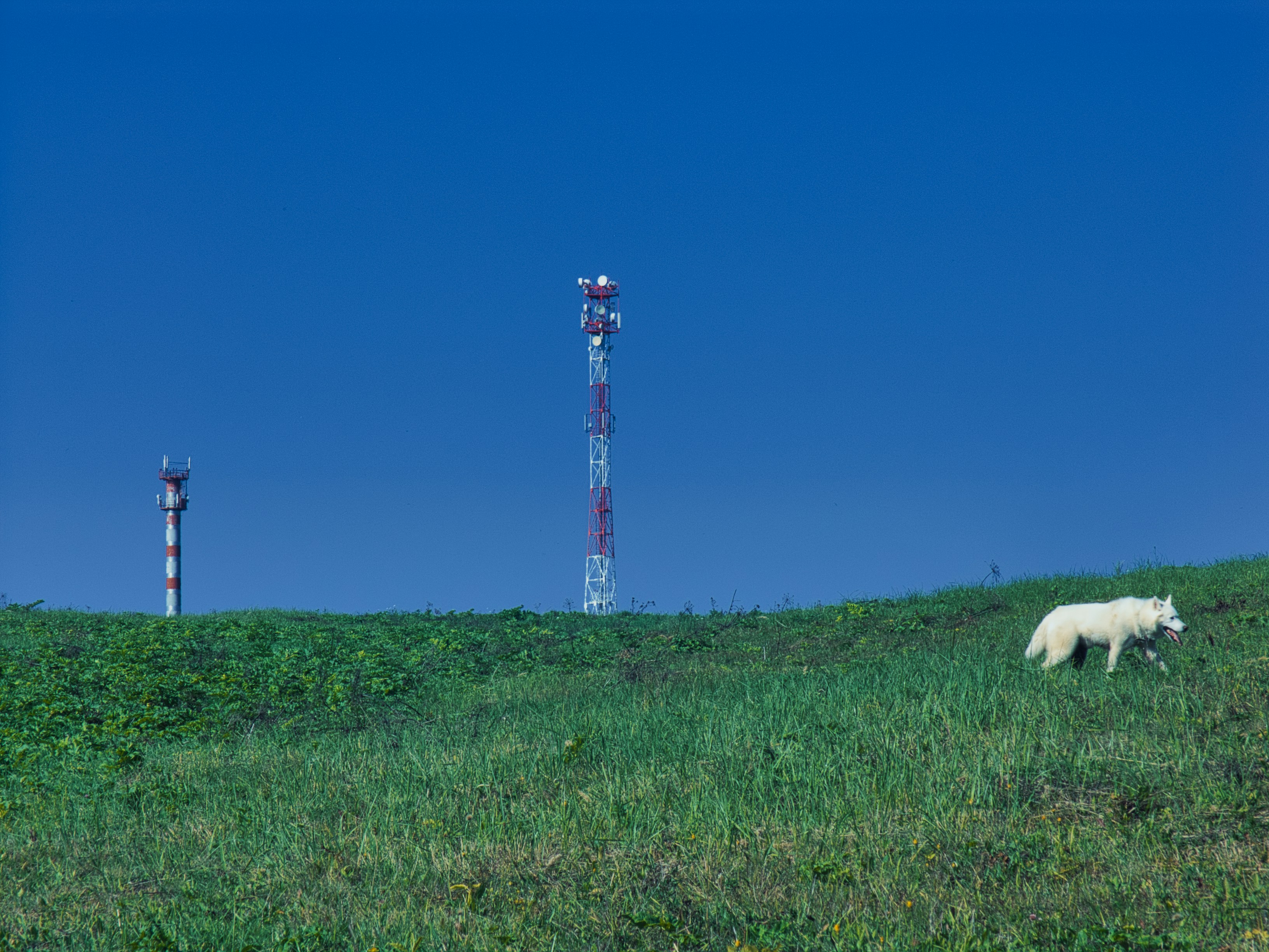 Pasture Sentinel: A Lone Sheep by the Radio Towers
