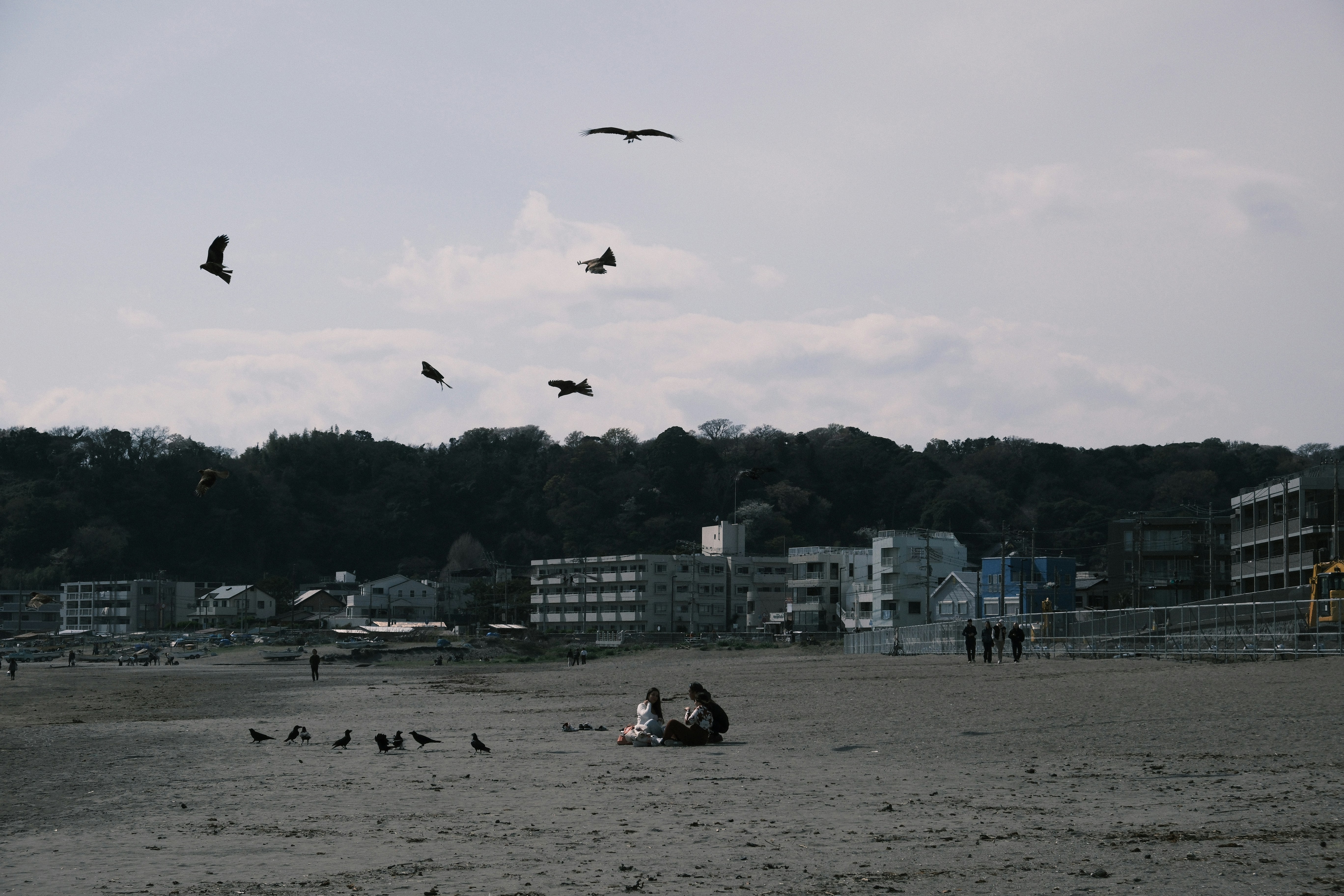 Seagulls in Freefall Above a Quiet Beach Gathering