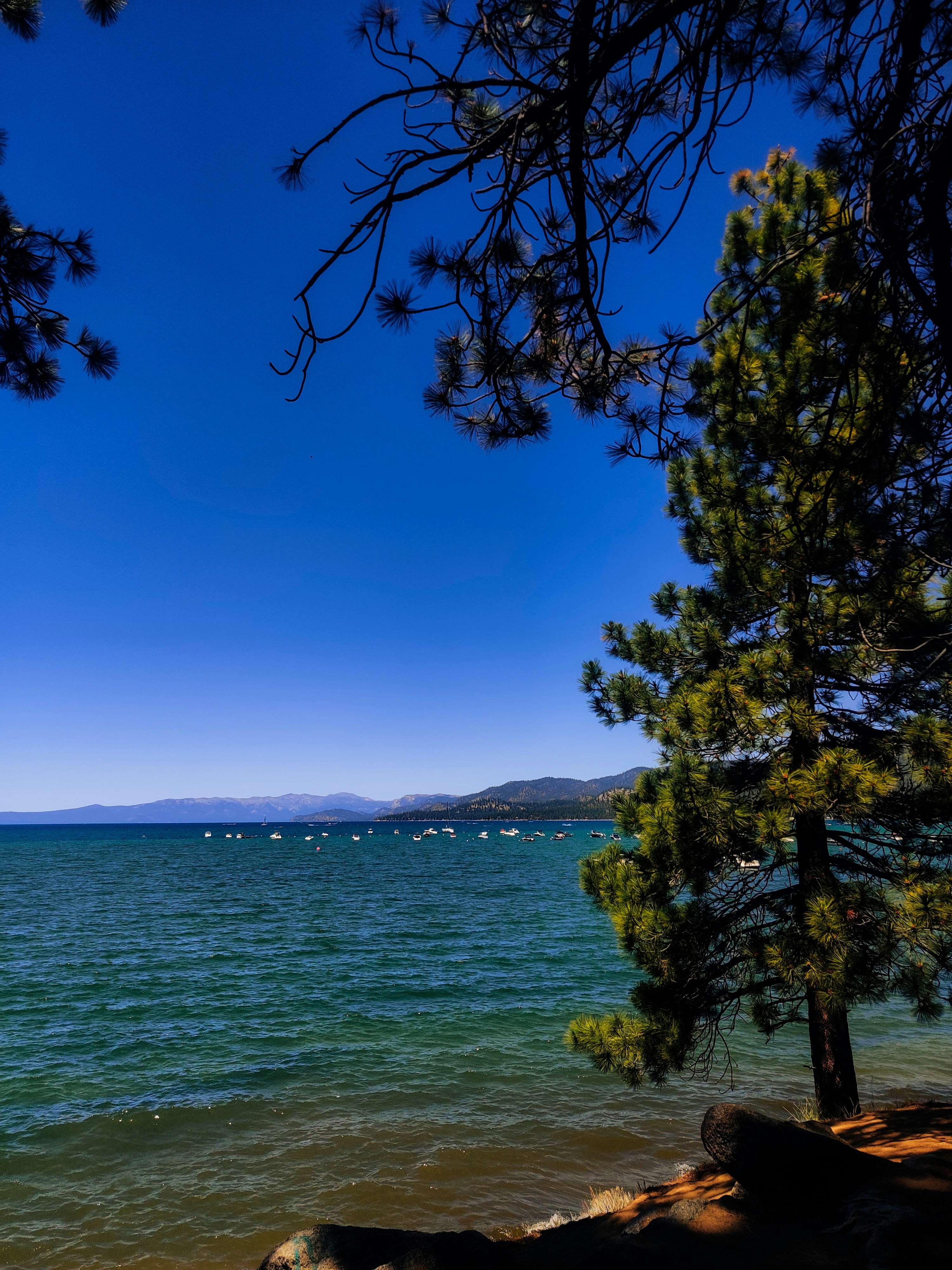Sunlit shoreline with turquoise water, distant boats, and a pine tree overhanging rocky coast, capturing a serene coastal scene.