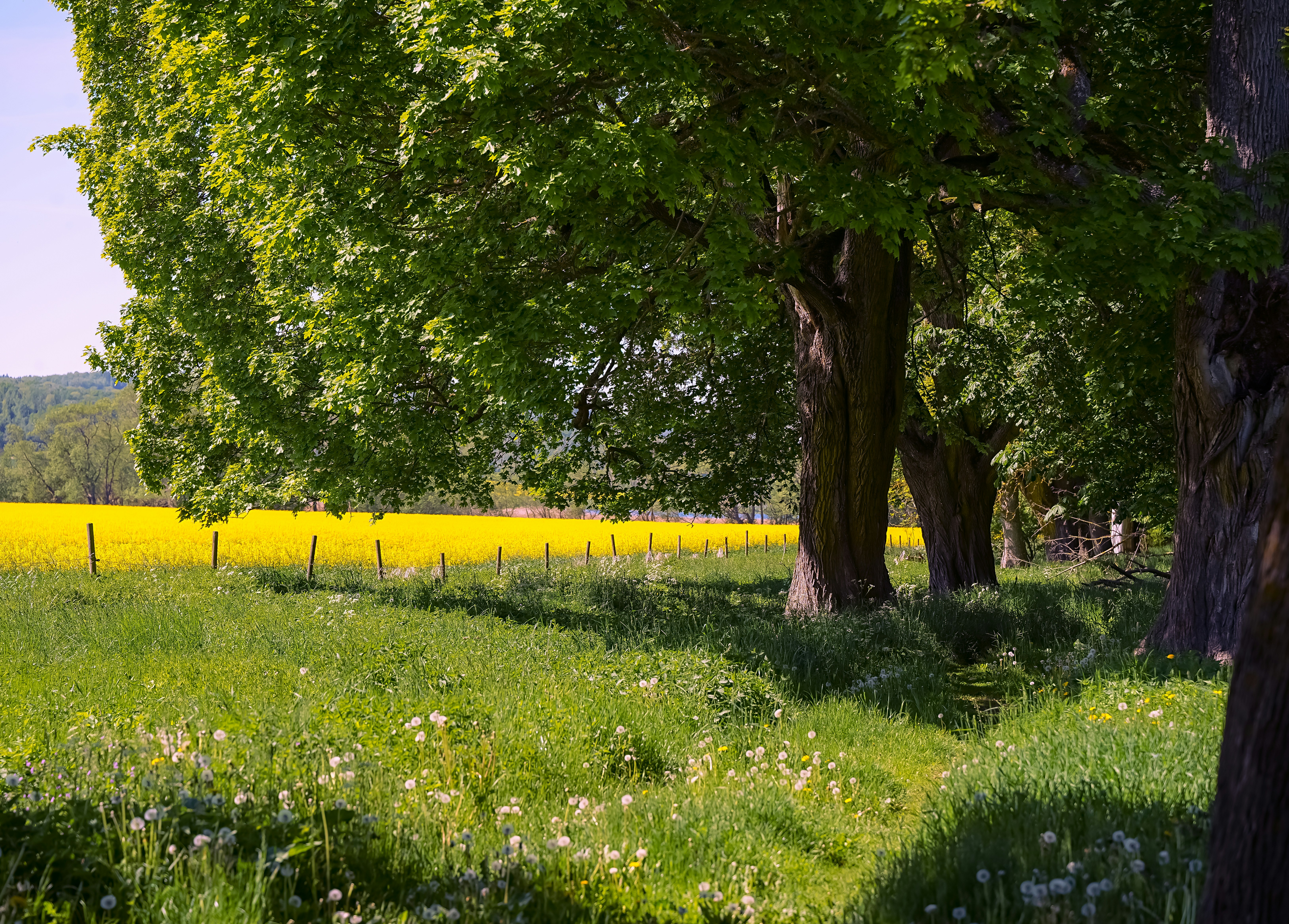 Vibrant yellow field bordered by lush green trees and grass.