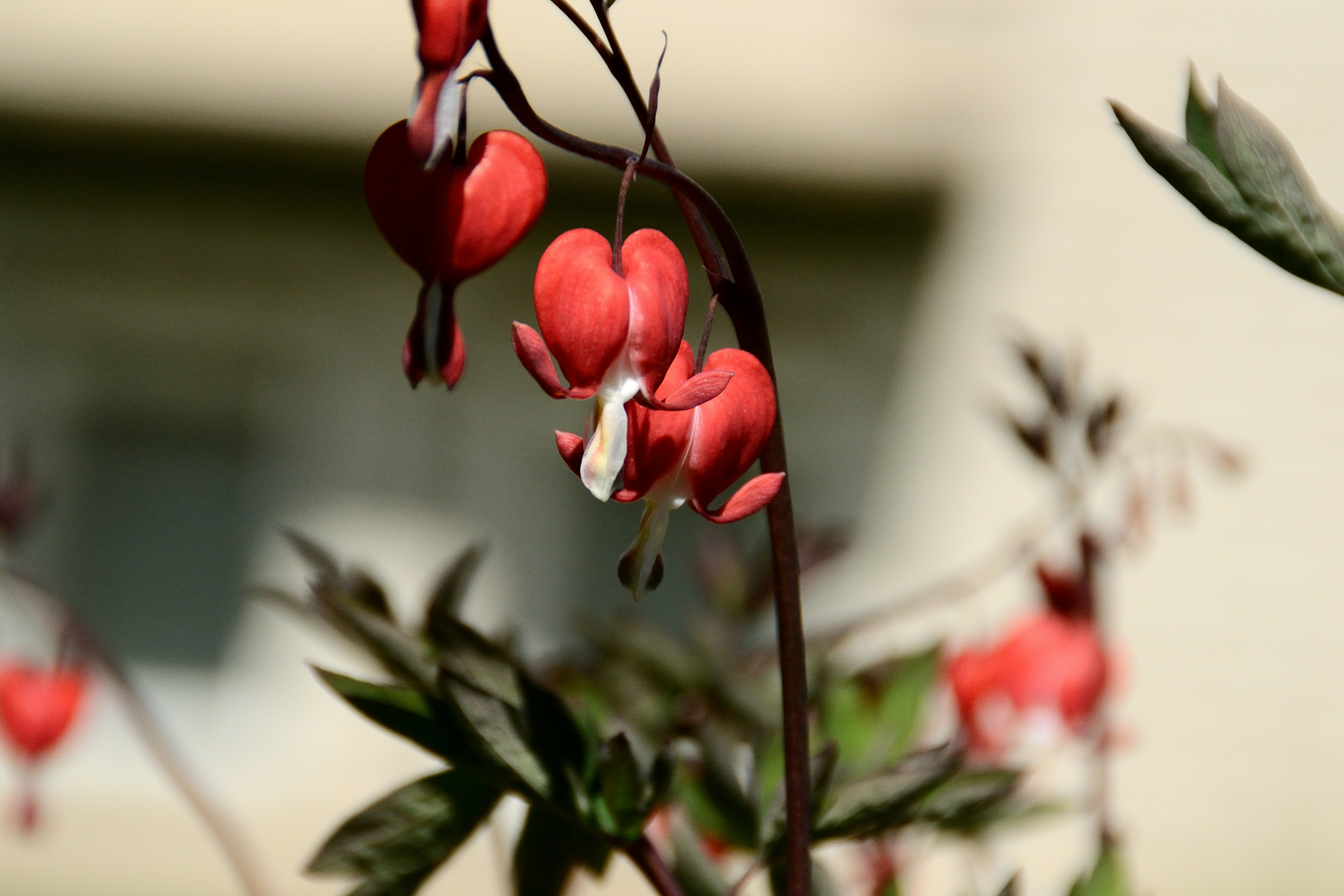 Heartlit Blooms: A Close‑Up of Red Bleeding Hearts