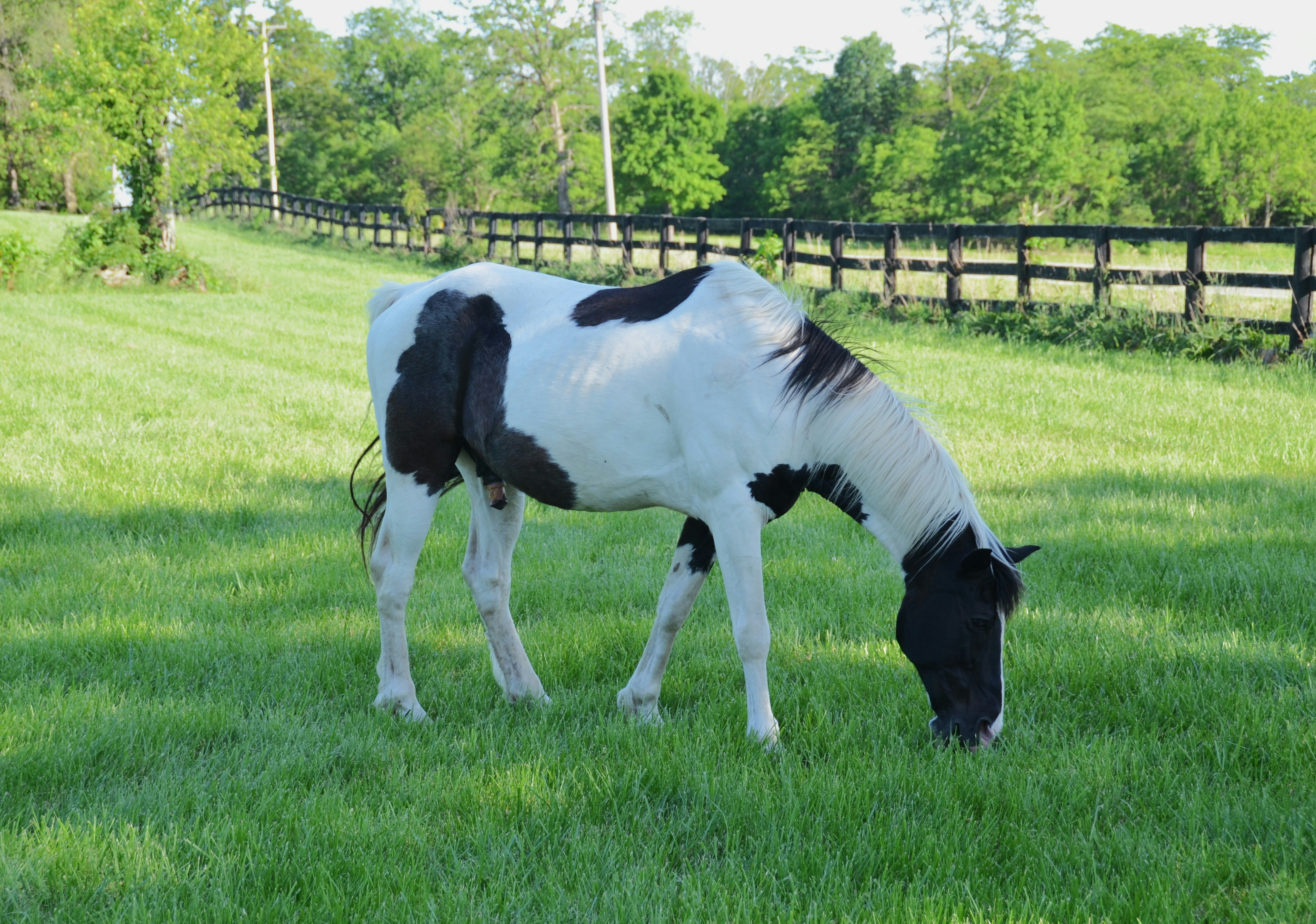 Pasture Reverie: A Black-and-White Pinto Grazes Under Sunlit Oaks