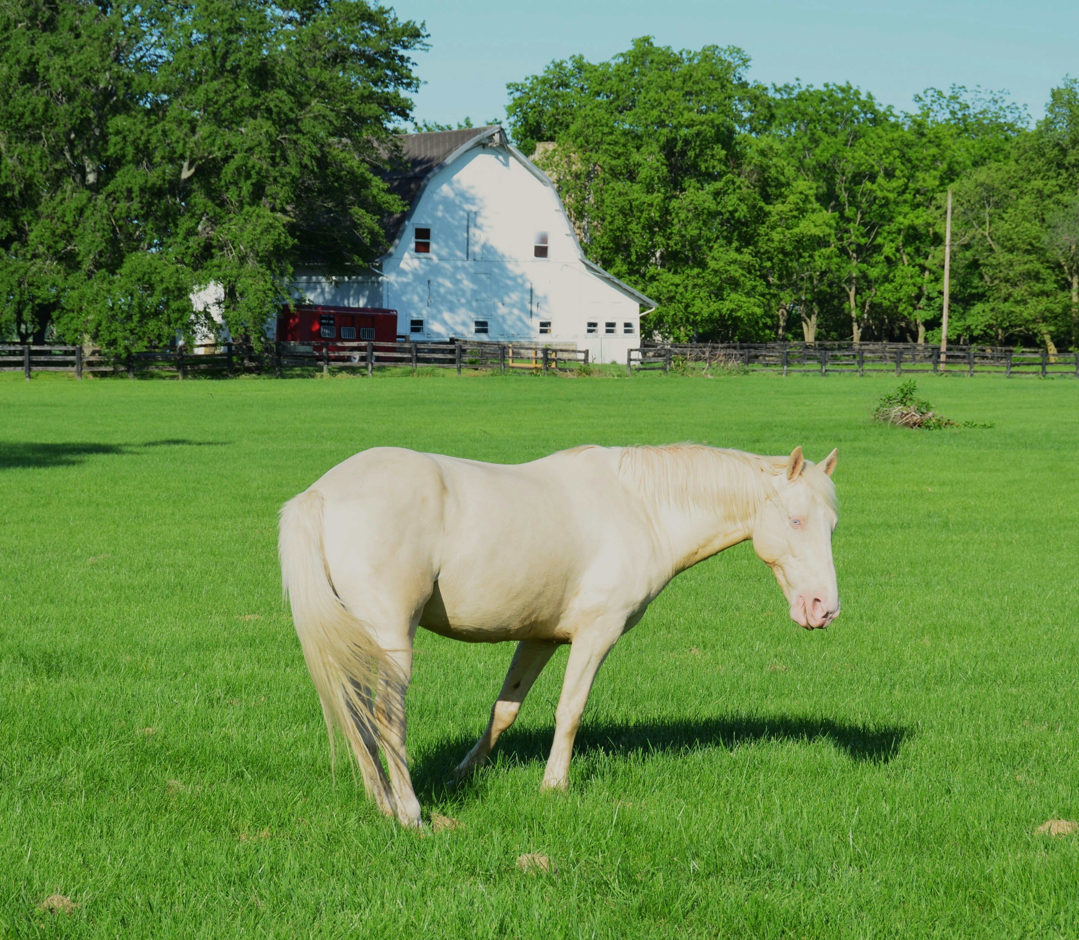 Pasture Guardian: A Creamy White Horse Resting in Sunlit Green Fields