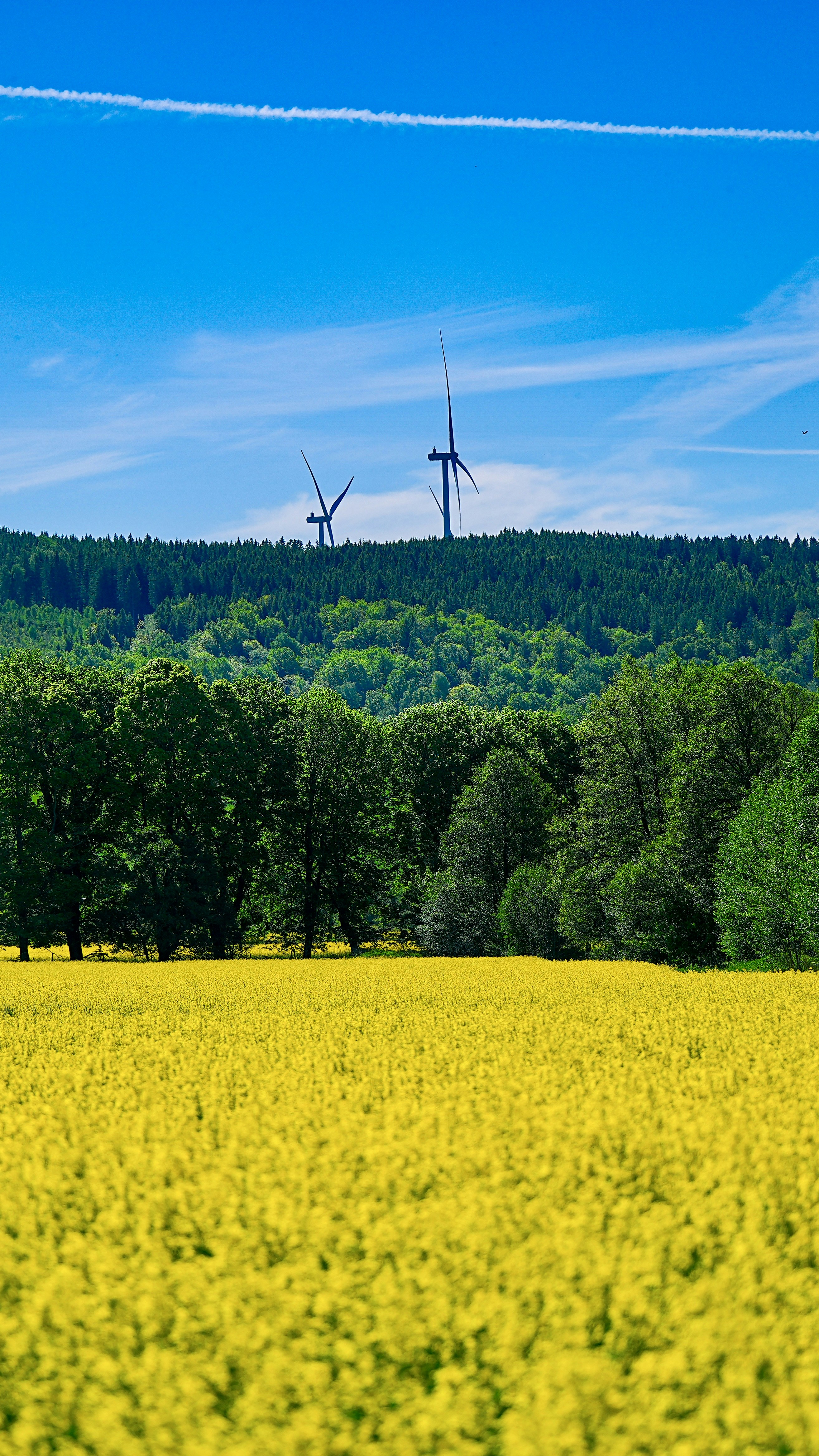 Yellow flower field, green trees, and distant wind turbines.