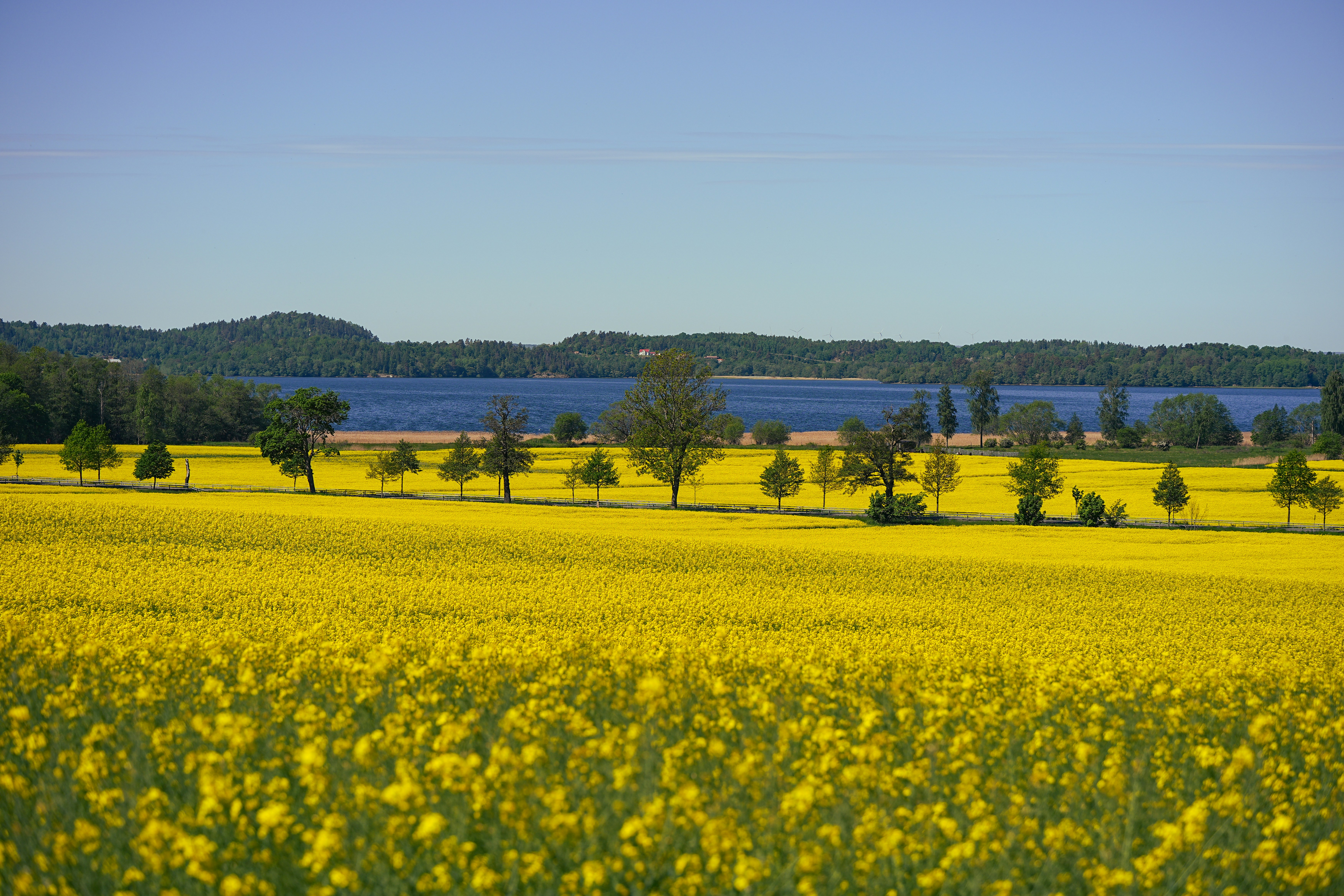 Vibrant yellow flower field, trees, lake, and clear blue sky.