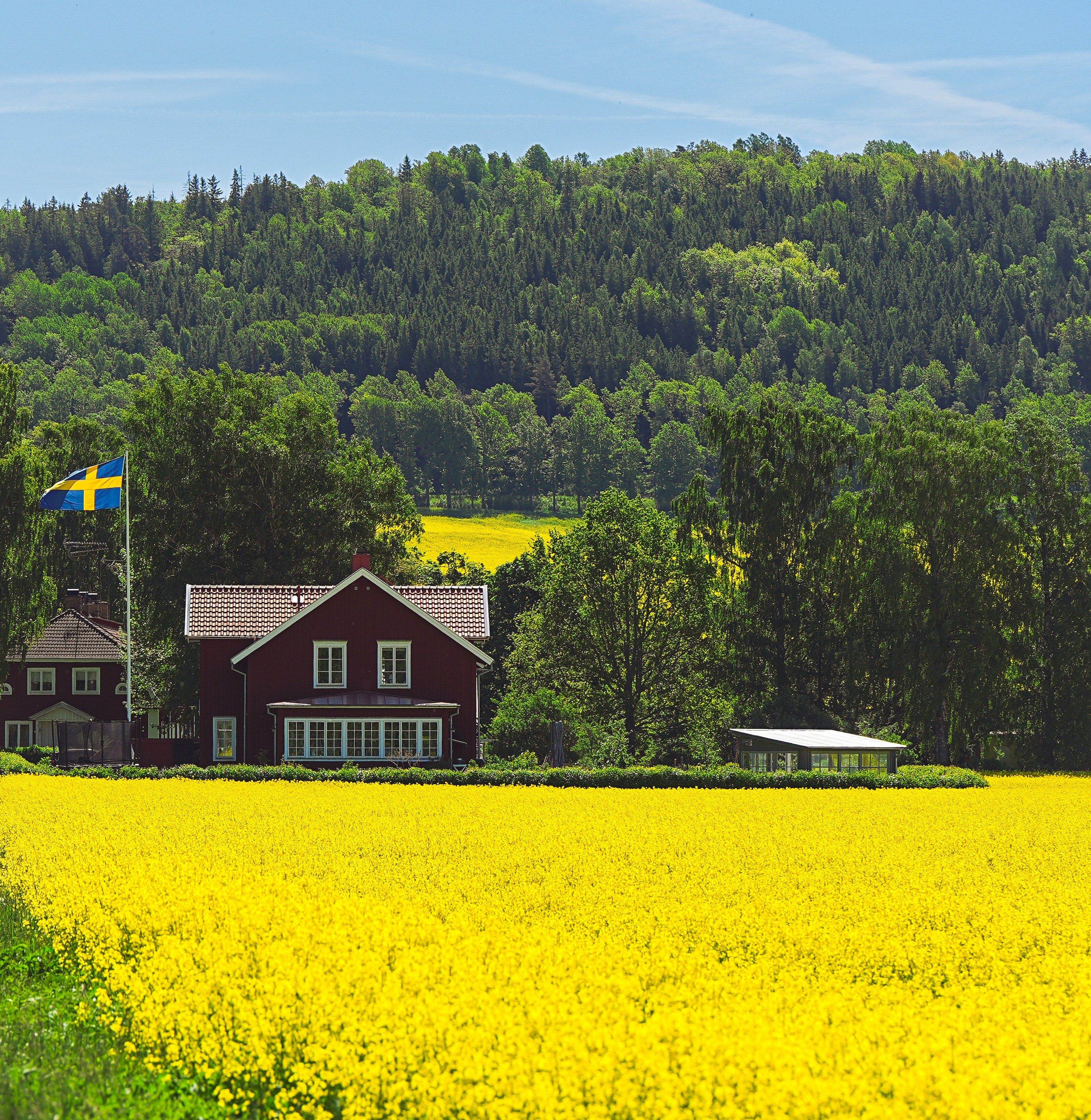 Swedish countryside with red house and vibrant yellow rapeseed field.