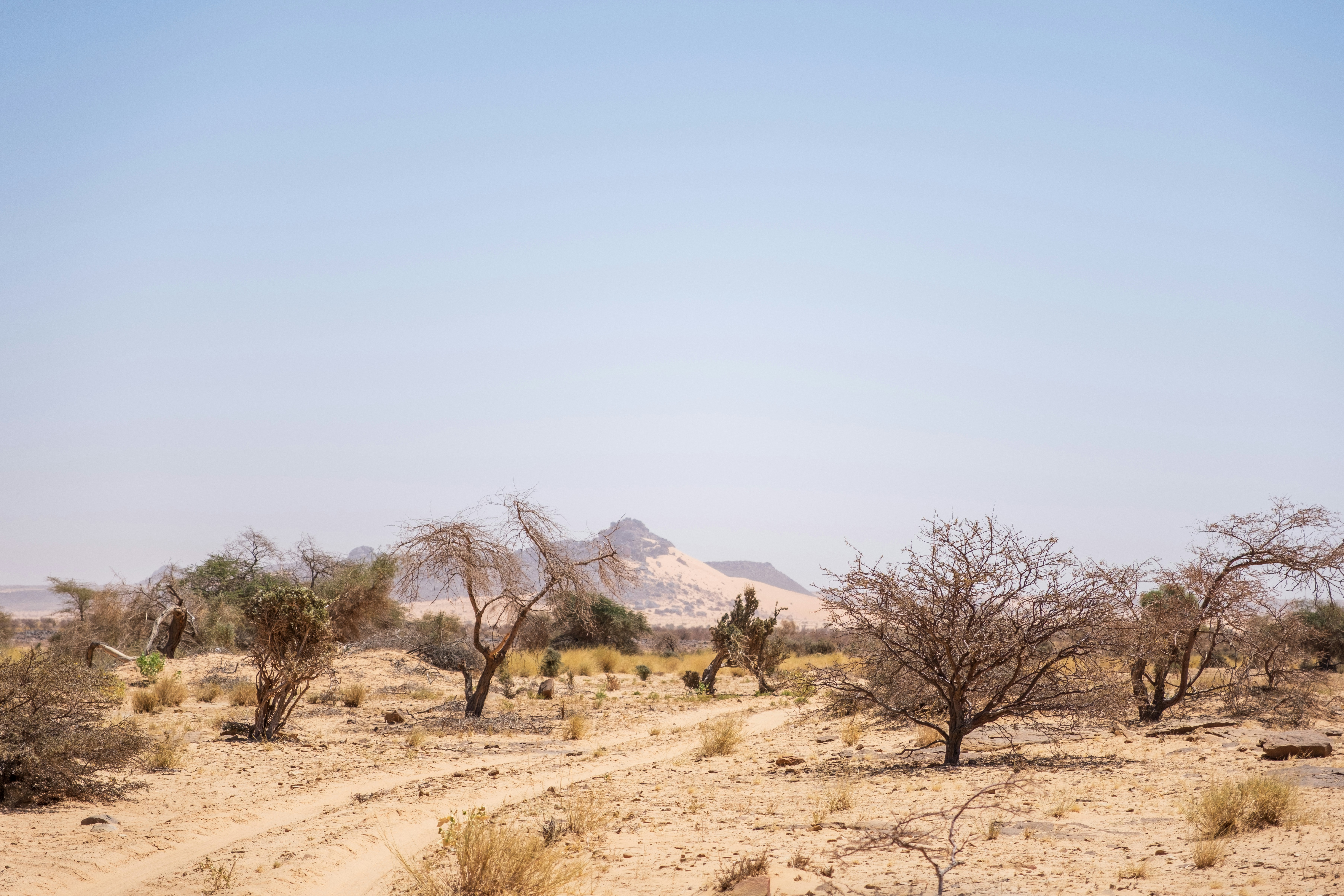 Desert Vista: Distant Dunes Framed by Withered Trees