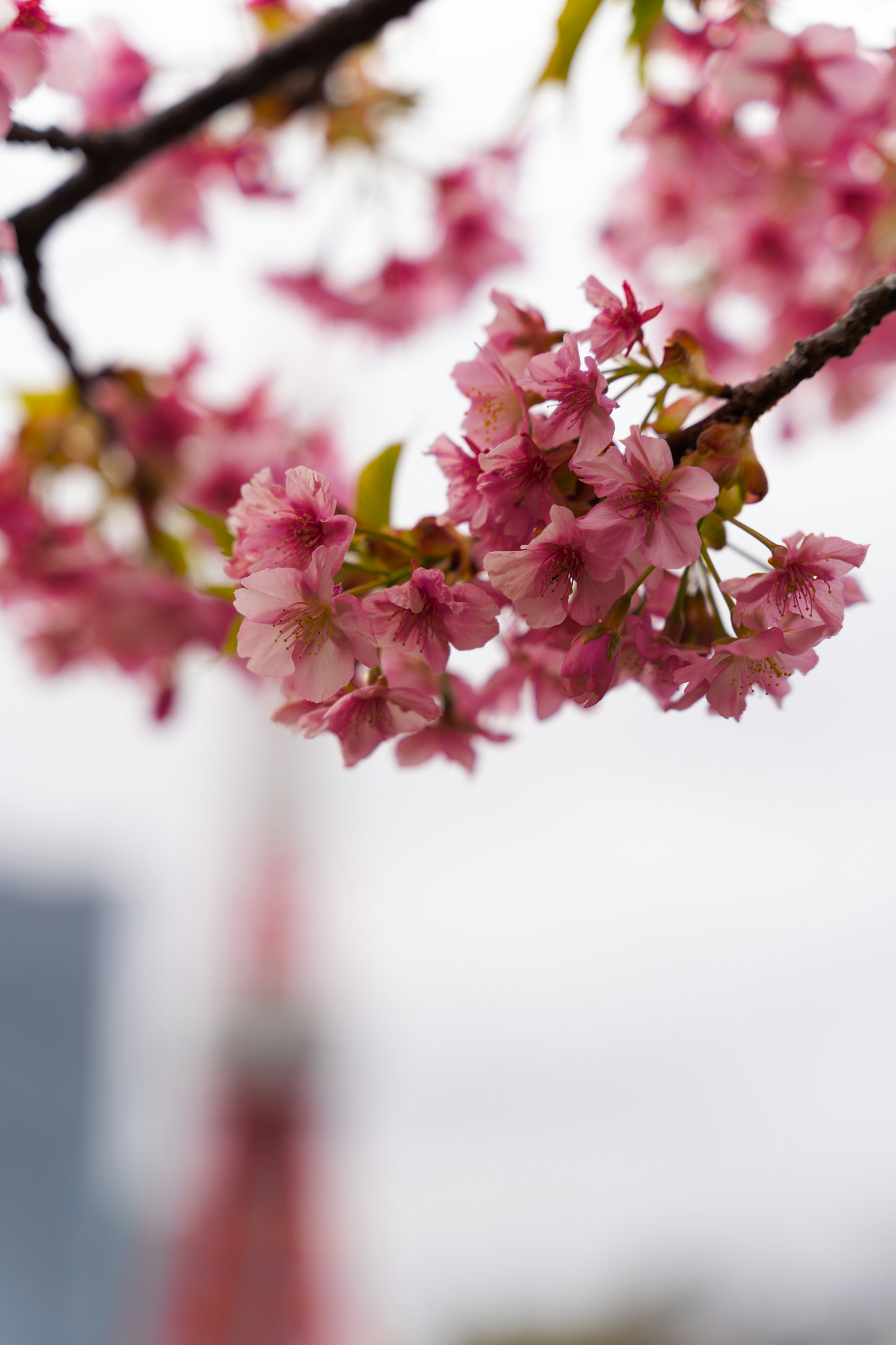 Blossoms in Focus: Pink Flower Trio Against a Soft City Blur
