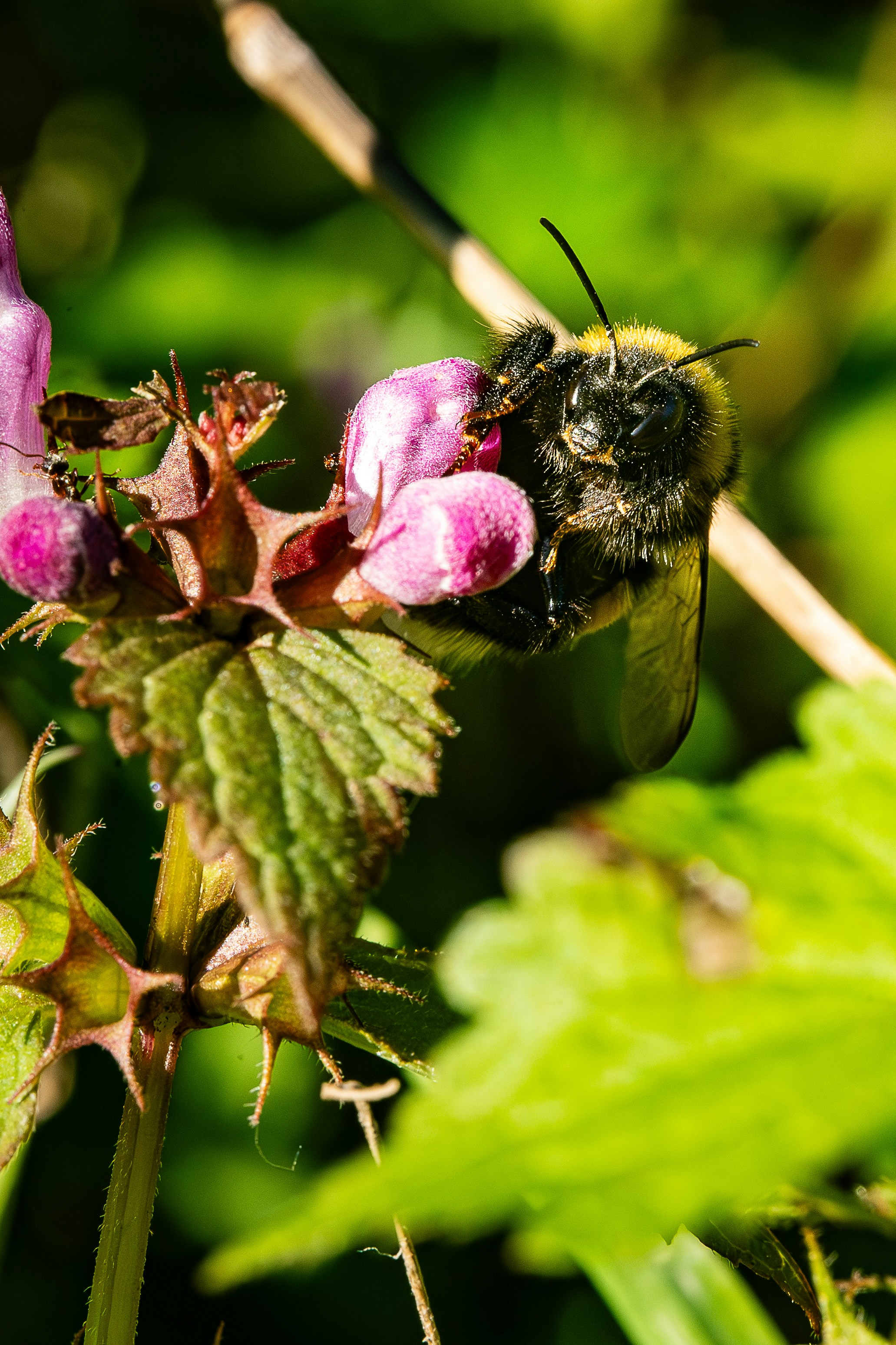 Beeswax in bloom: a close encounter with a honeybee on a pink blossom