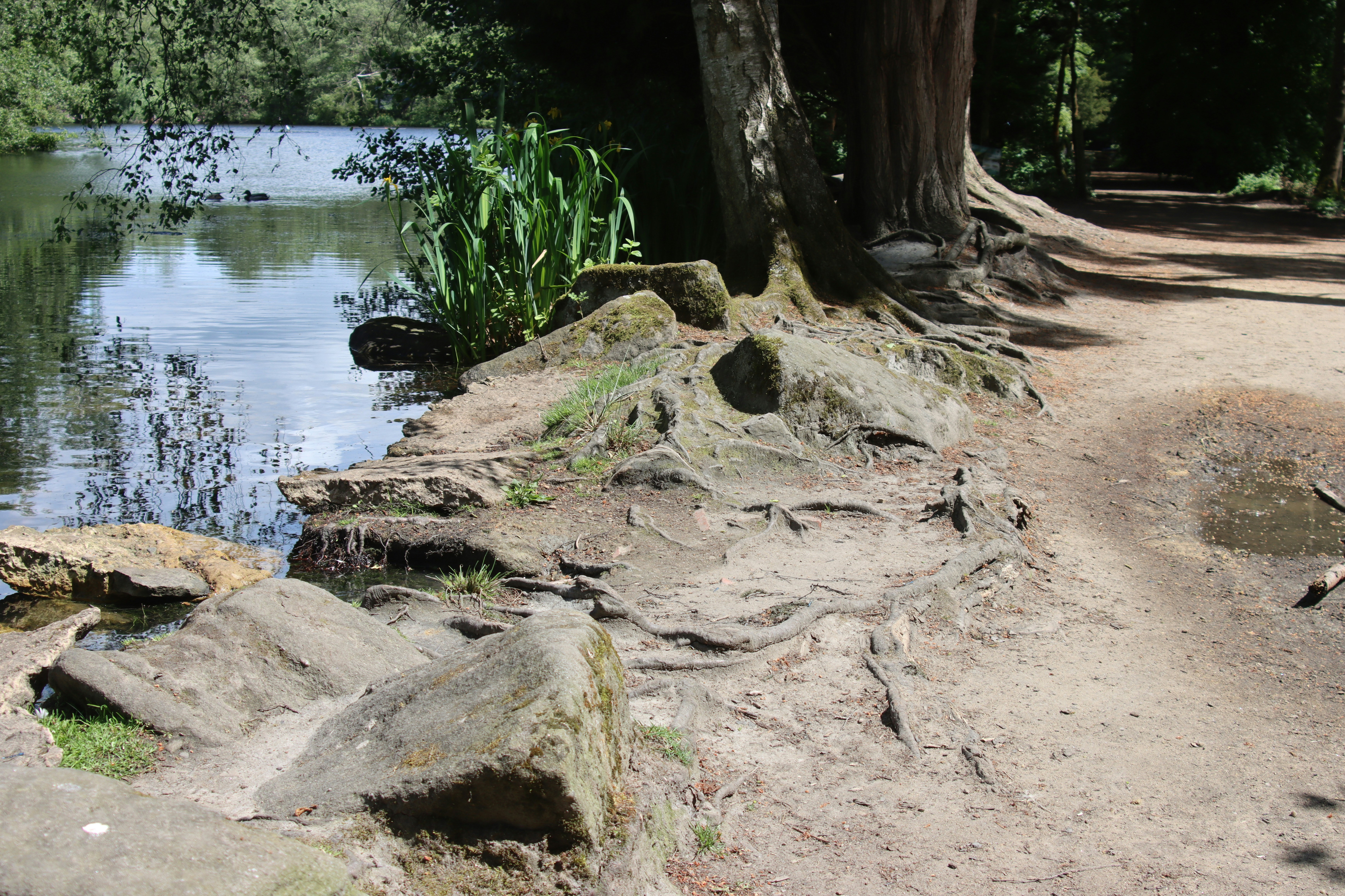 Rugged riverside trail carved by roots and rocks