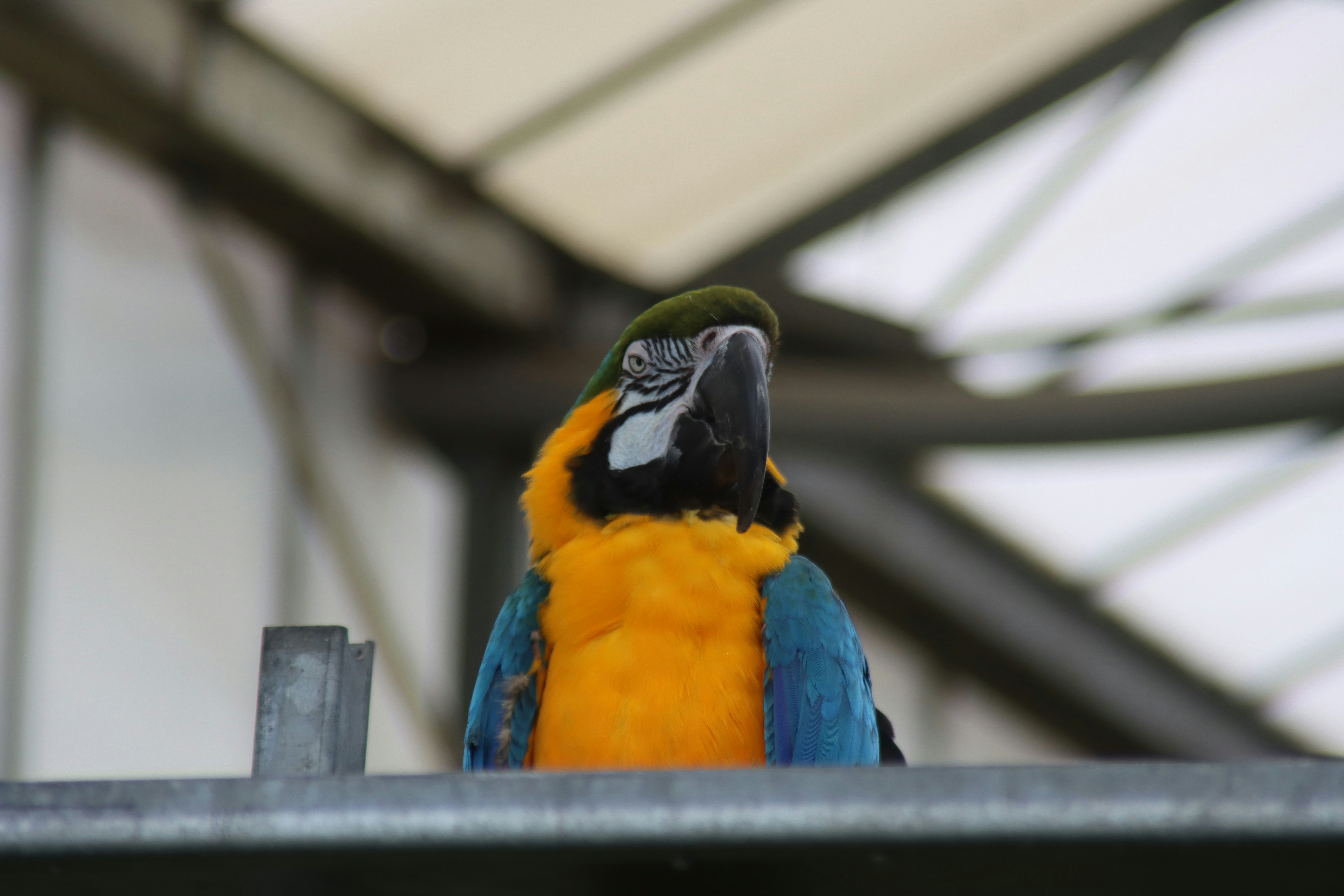 Vivid Blue-Feathered Sentinel Above a Metallic Frame