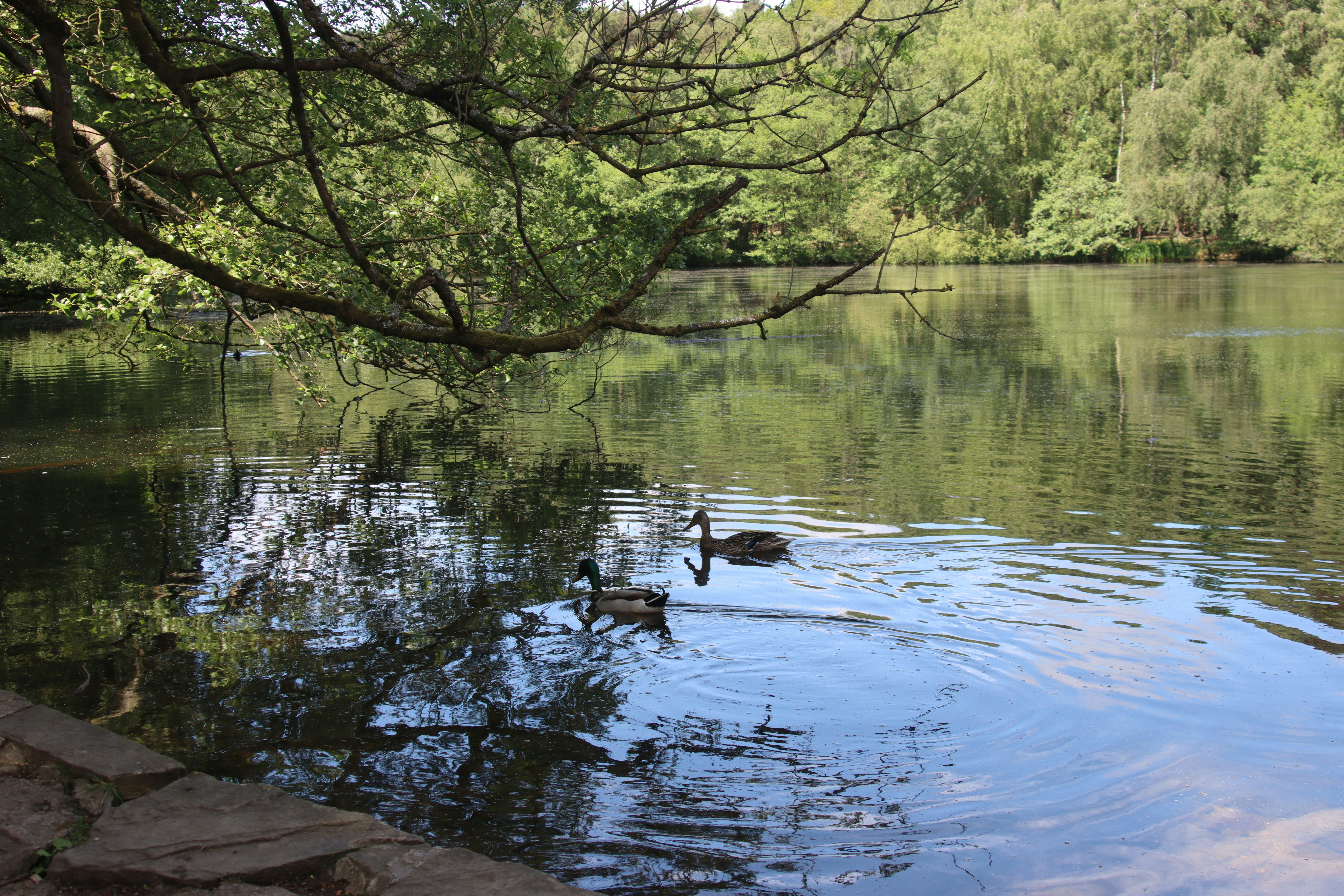 Ducks on a Quiet Lake Under Dappled Canopy
