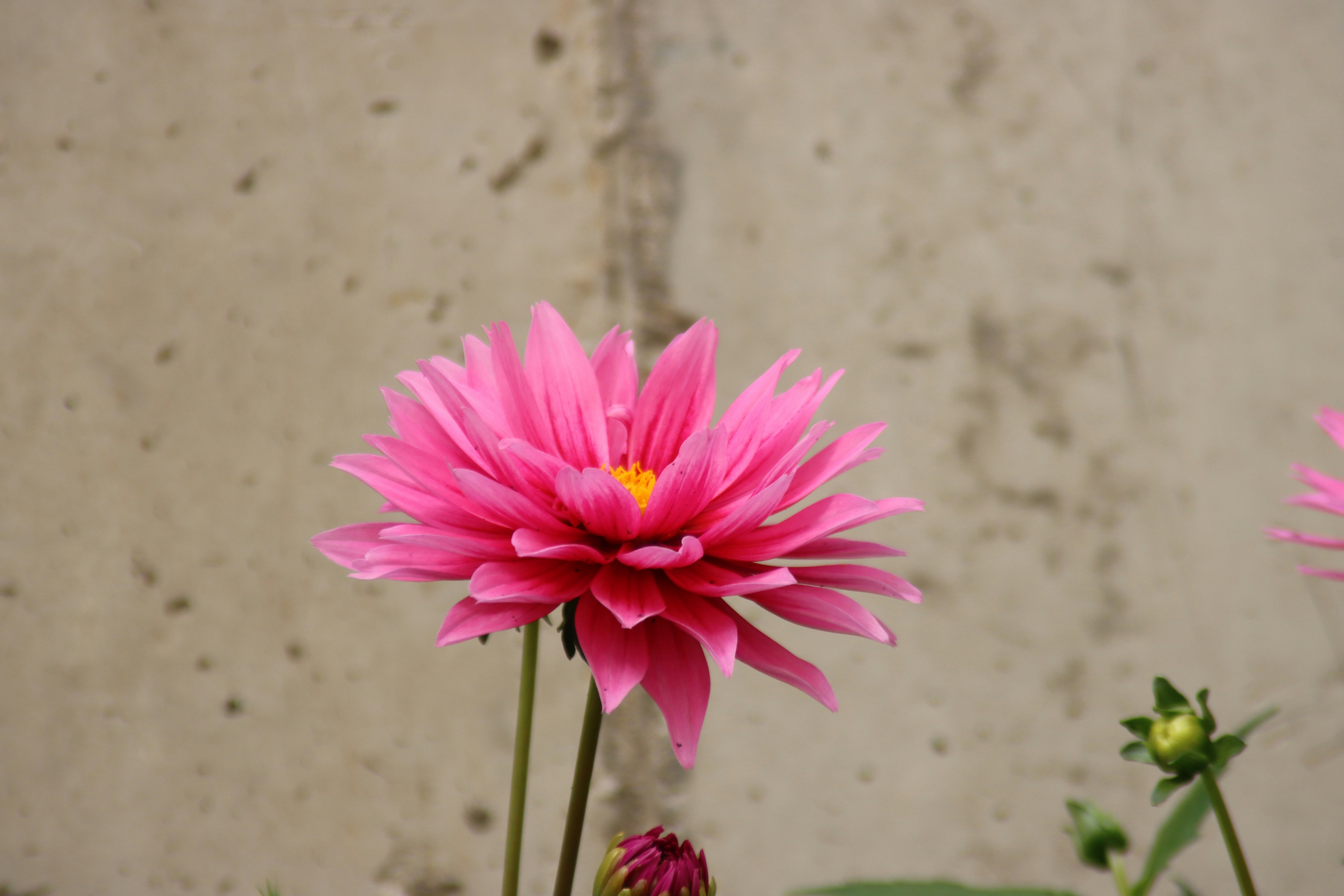 Bright pink flower with layered petals stands tall against a neutral wall, with a budding bloom in the foreground and green stems below.