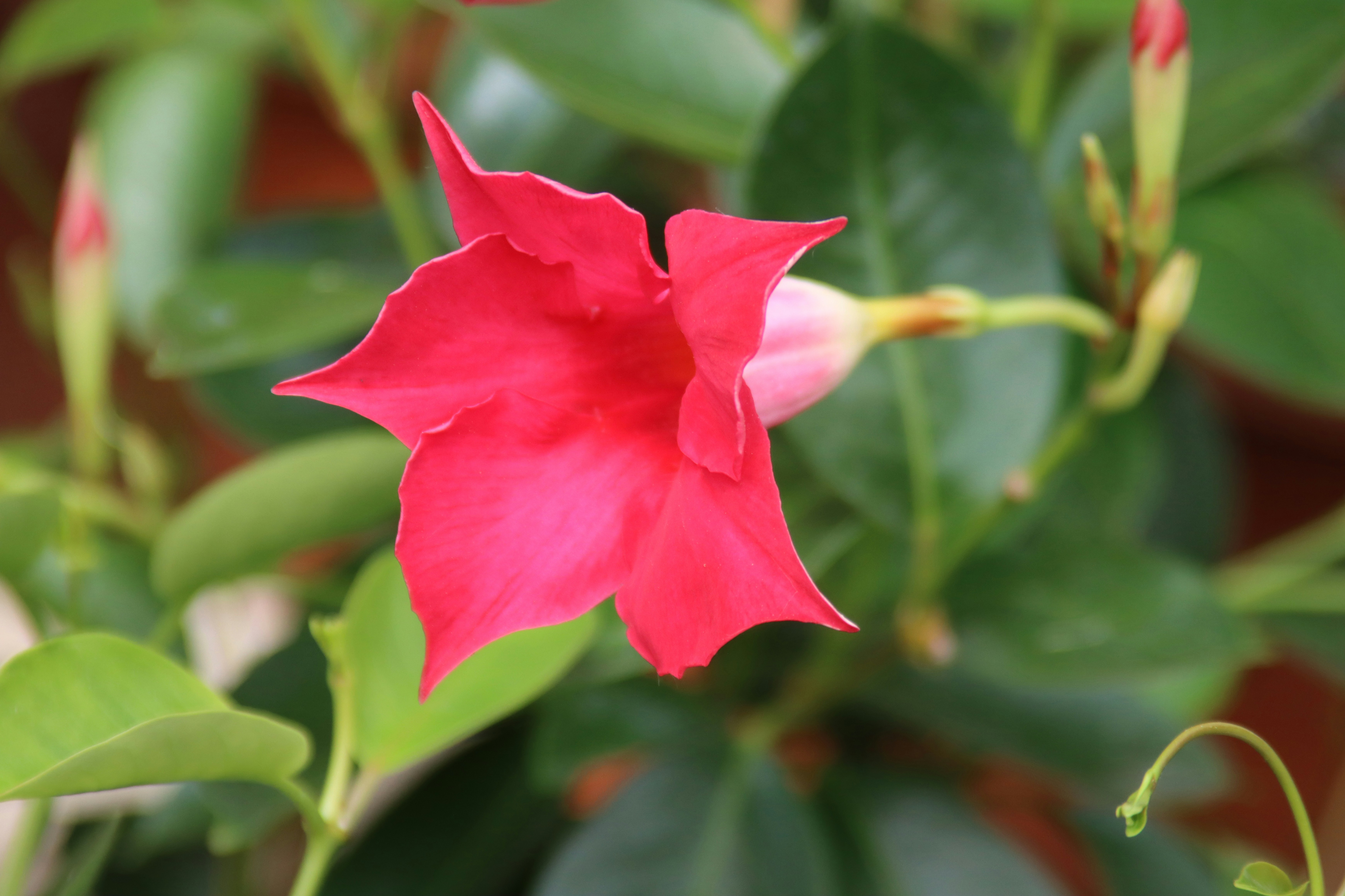 Crimson trumpet flower in soft garden light