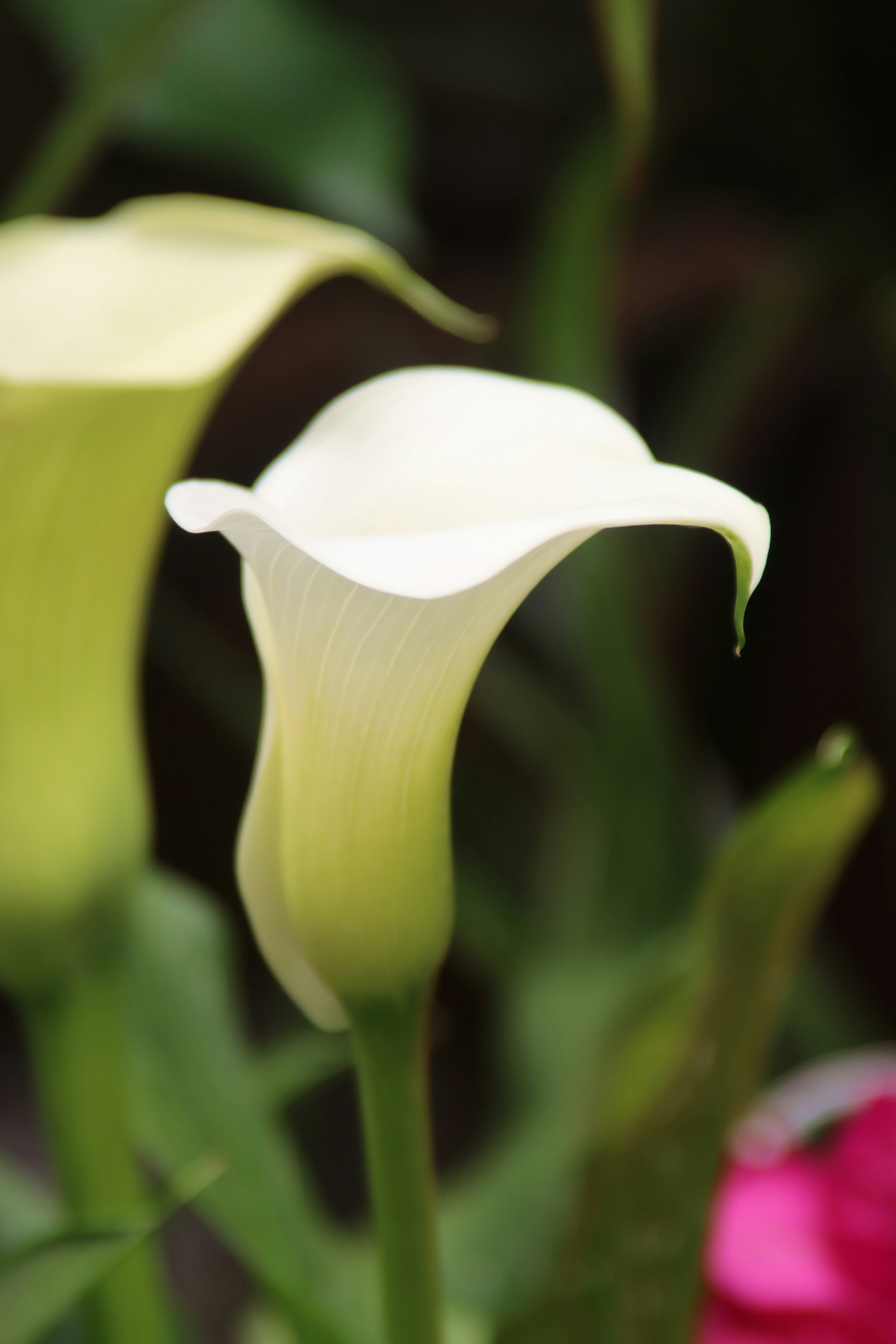 White Calla Lily Rising in Soft Backlit Haze